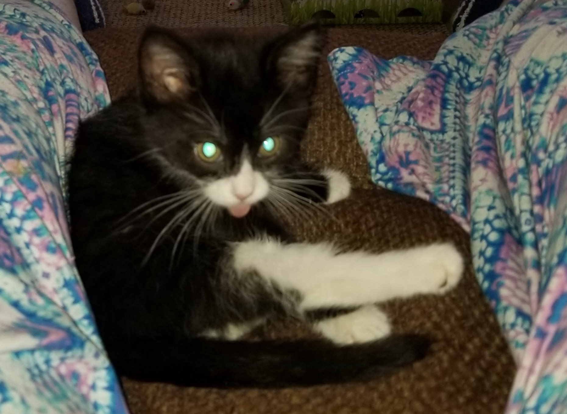 Laser eyed blep | Scrolller