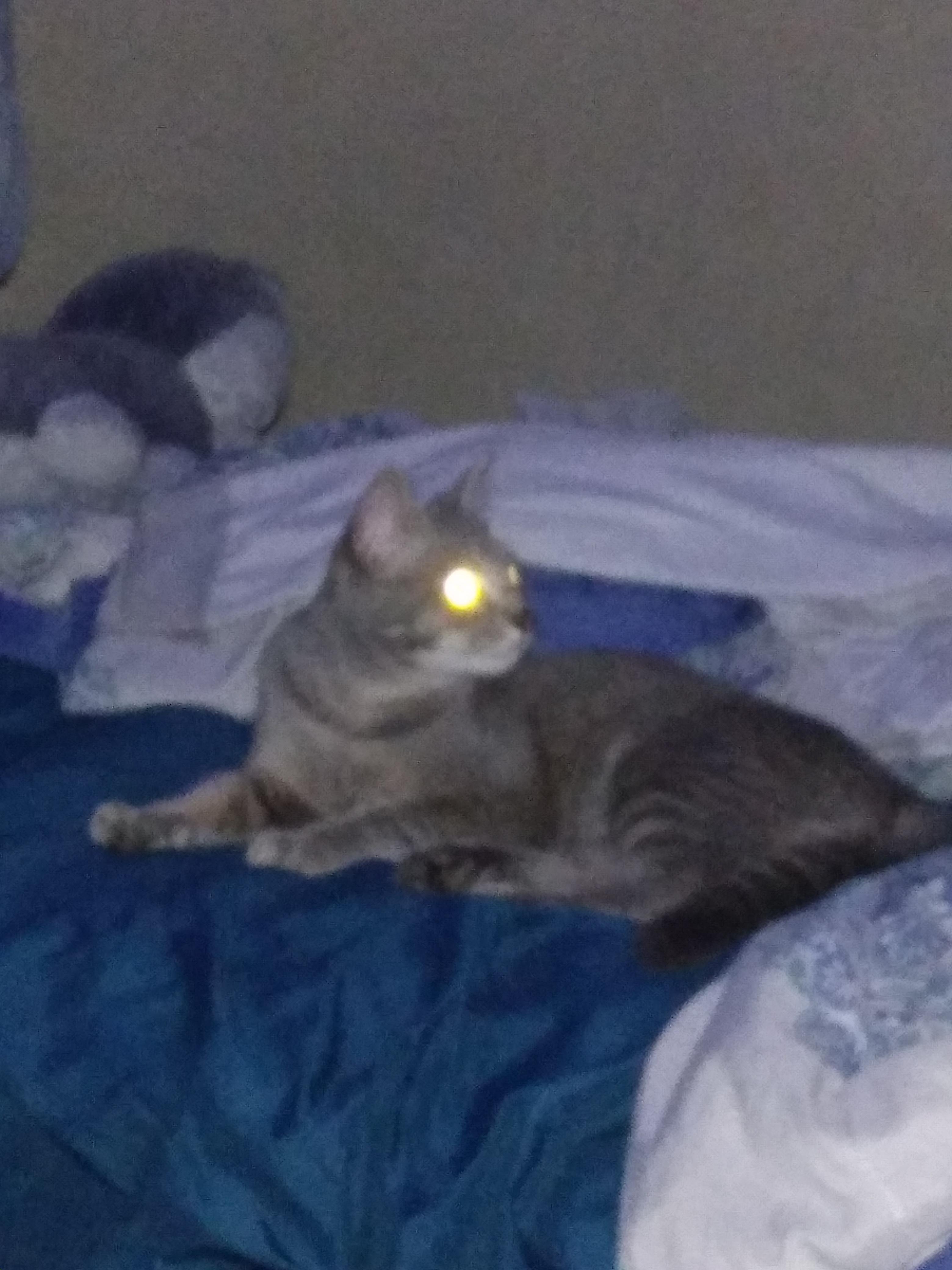 Laser eyed cat | Scrolller