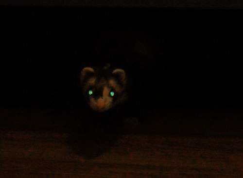 Laser eyed catsnek | Scrolller