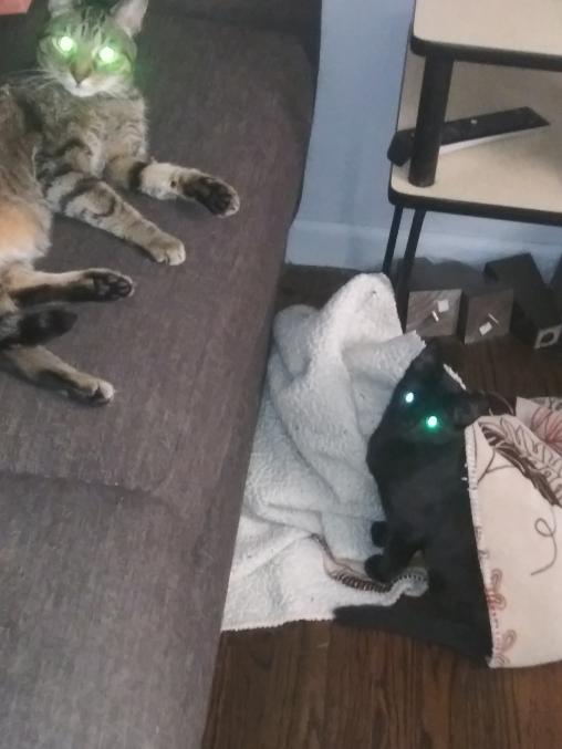 Laser Eye'd Lad and his Kitten Compadre | Scrolller