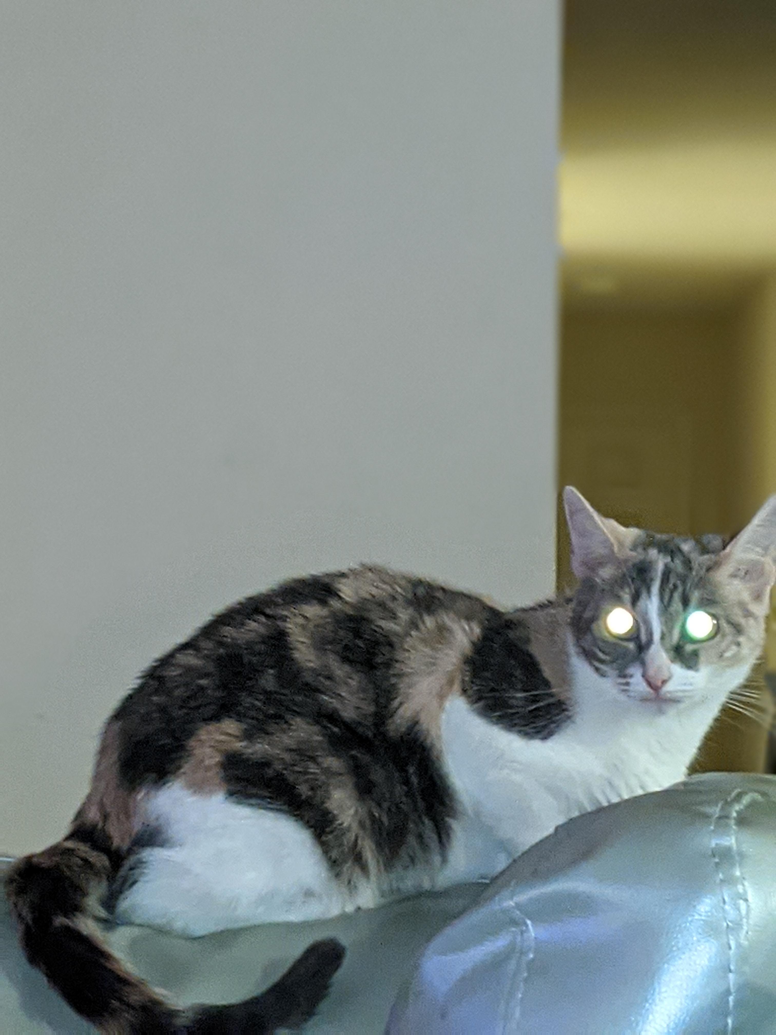 Laser Eyes Loaf | Scrolller