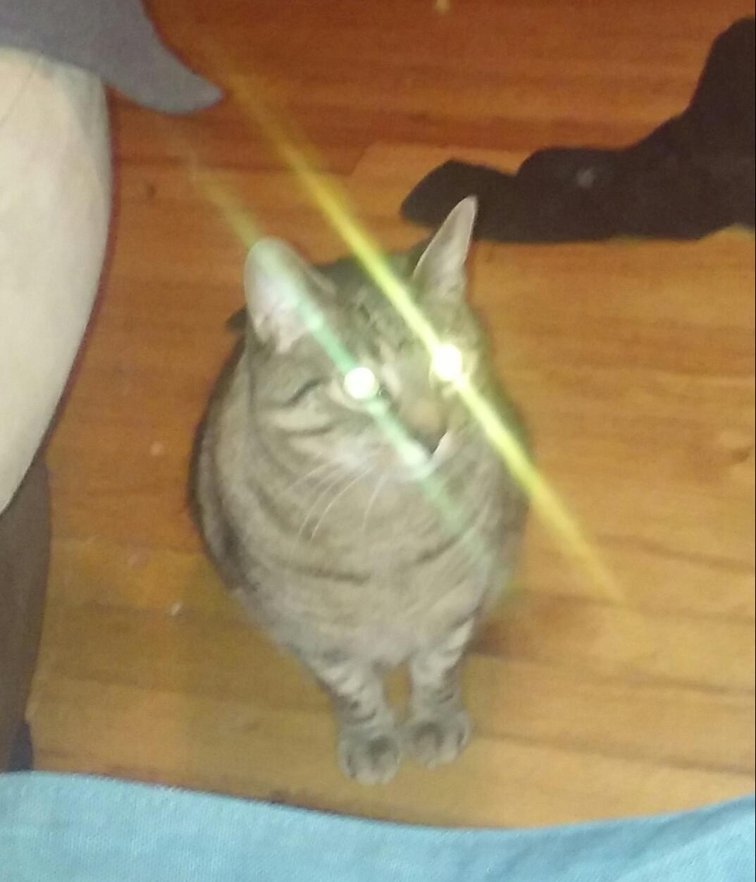 Laser mode engaged and ready. Mr. Tibbz is done playing games. | Scrolller