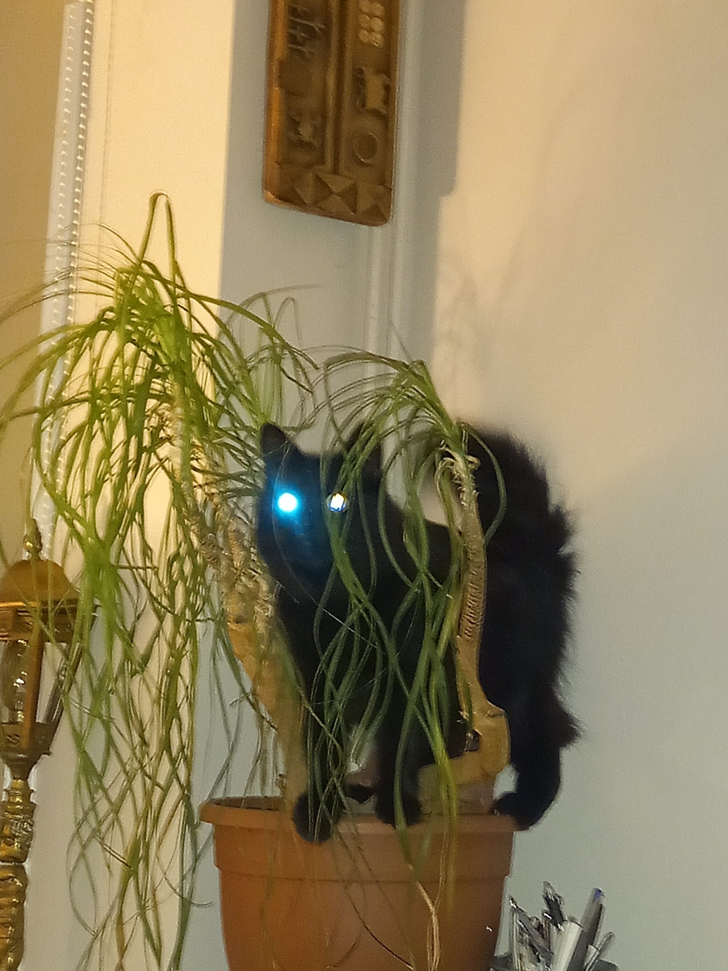 Laser'eye'cat | Scrolller