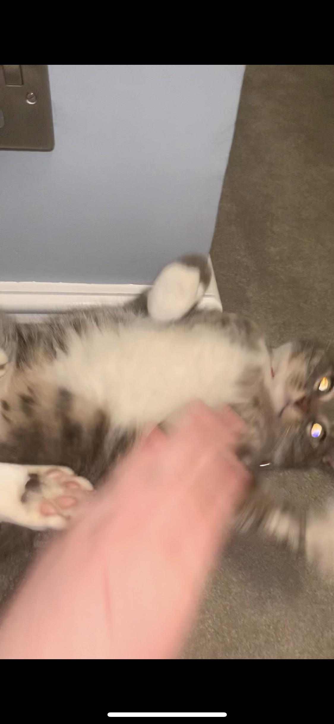 Lazer mode activated | Scrolller