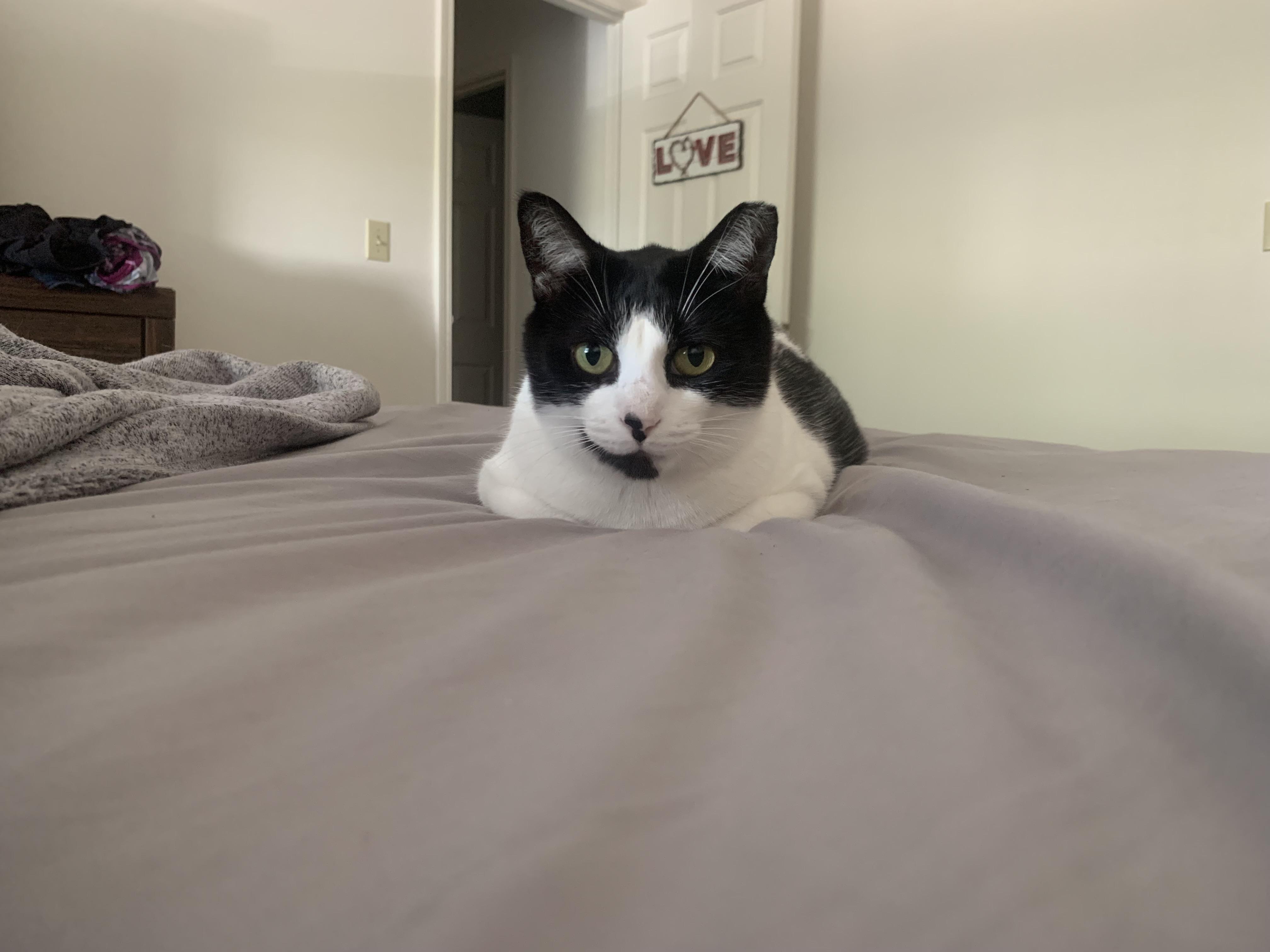 Lazy Peanuts Scrolller 4758