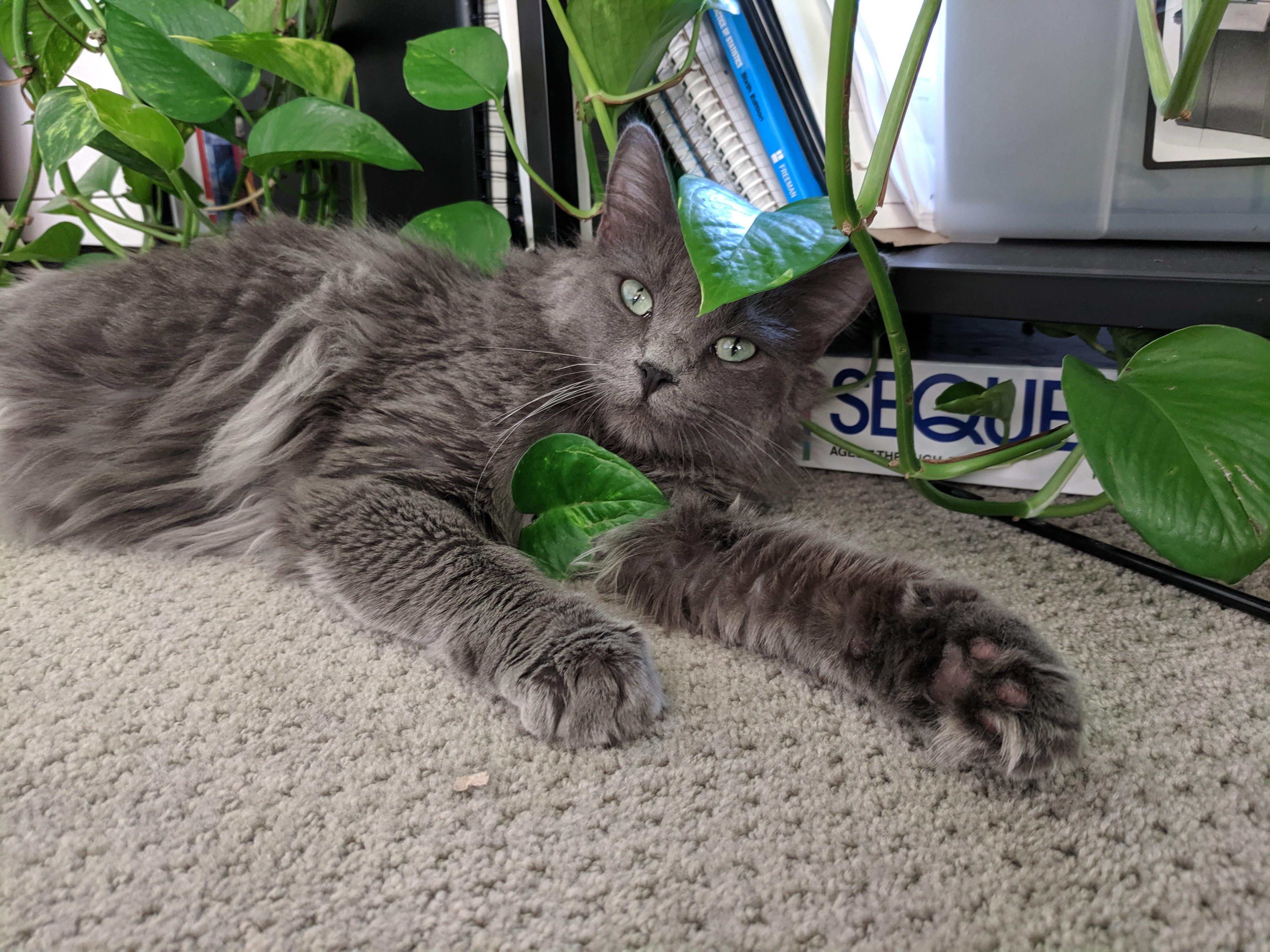 Leaf hat | Scrolller