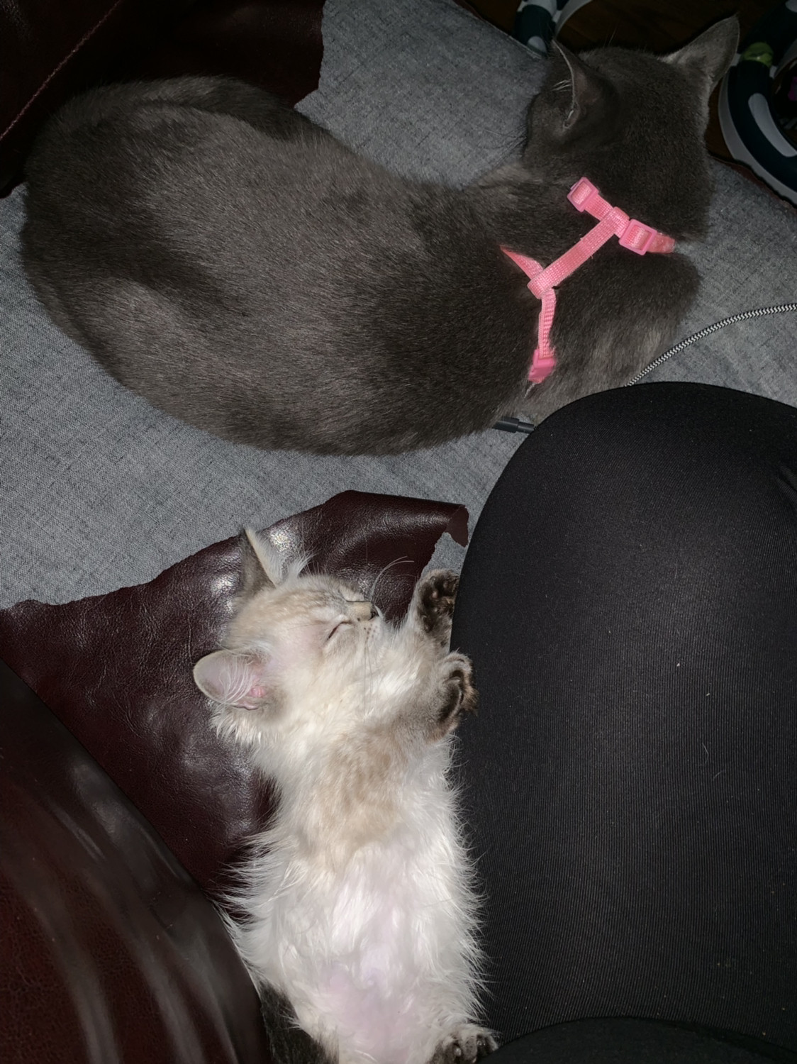 Learning to nap | Scrolller