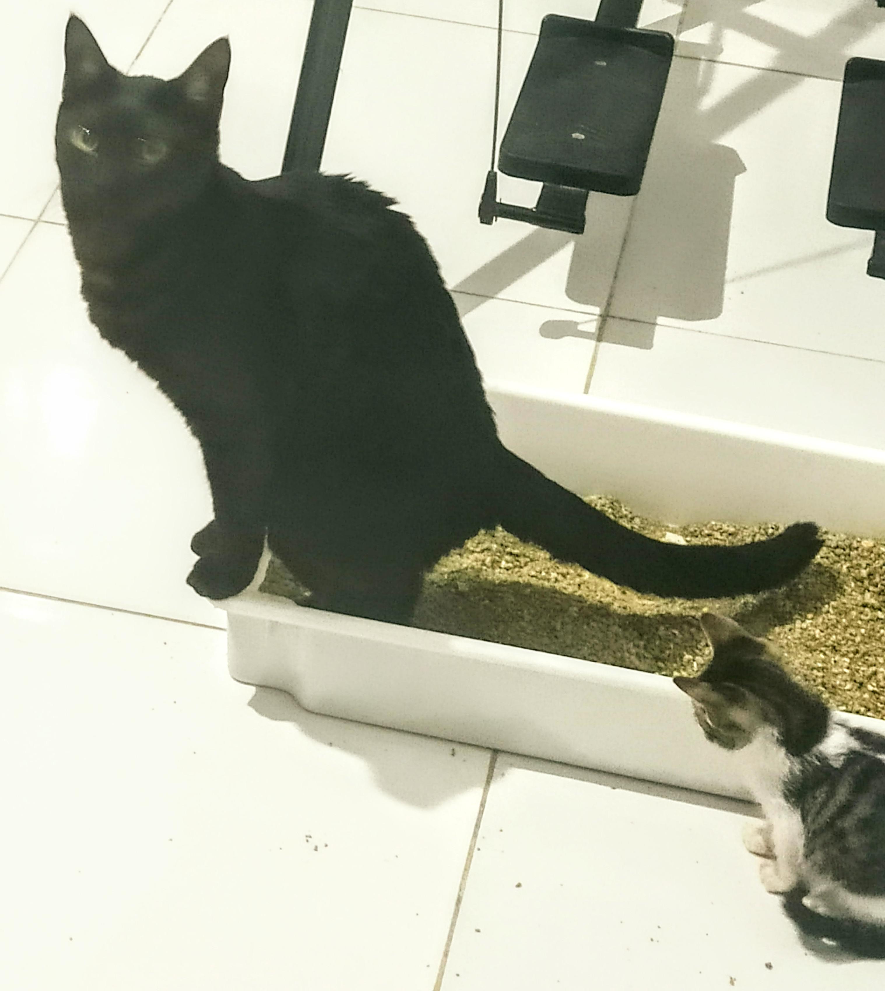 Learning to use the litter box | Scrolller