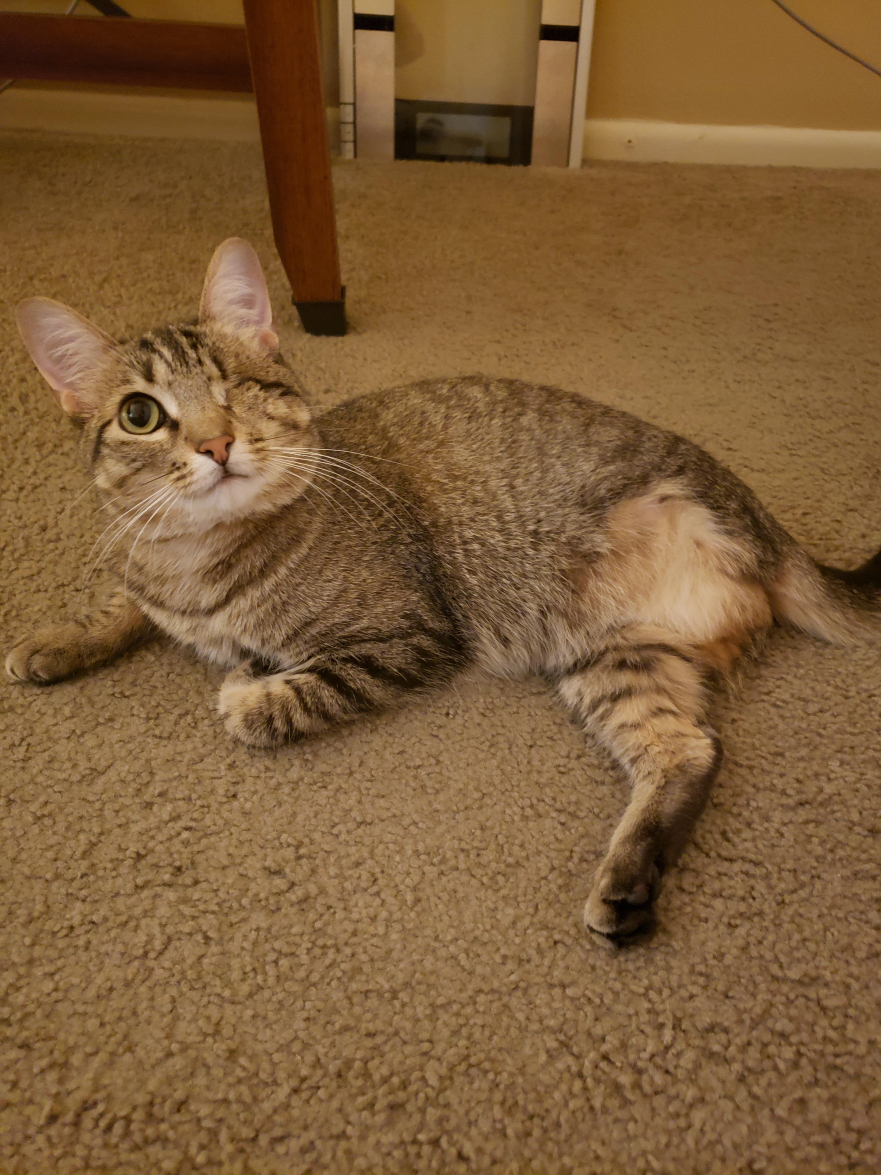 Legless one eyed Captain Nemo. | Scrolller