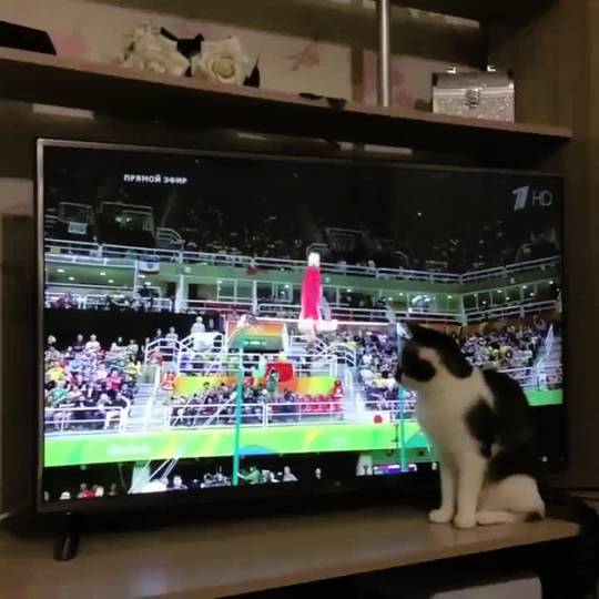 Let me give you a paw! | Scrolller