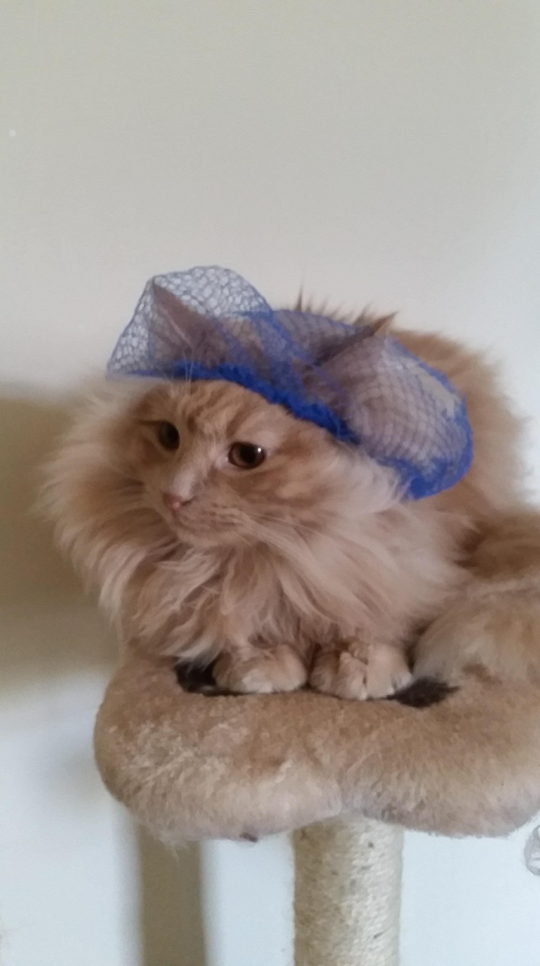 Let's cook | Scrolller