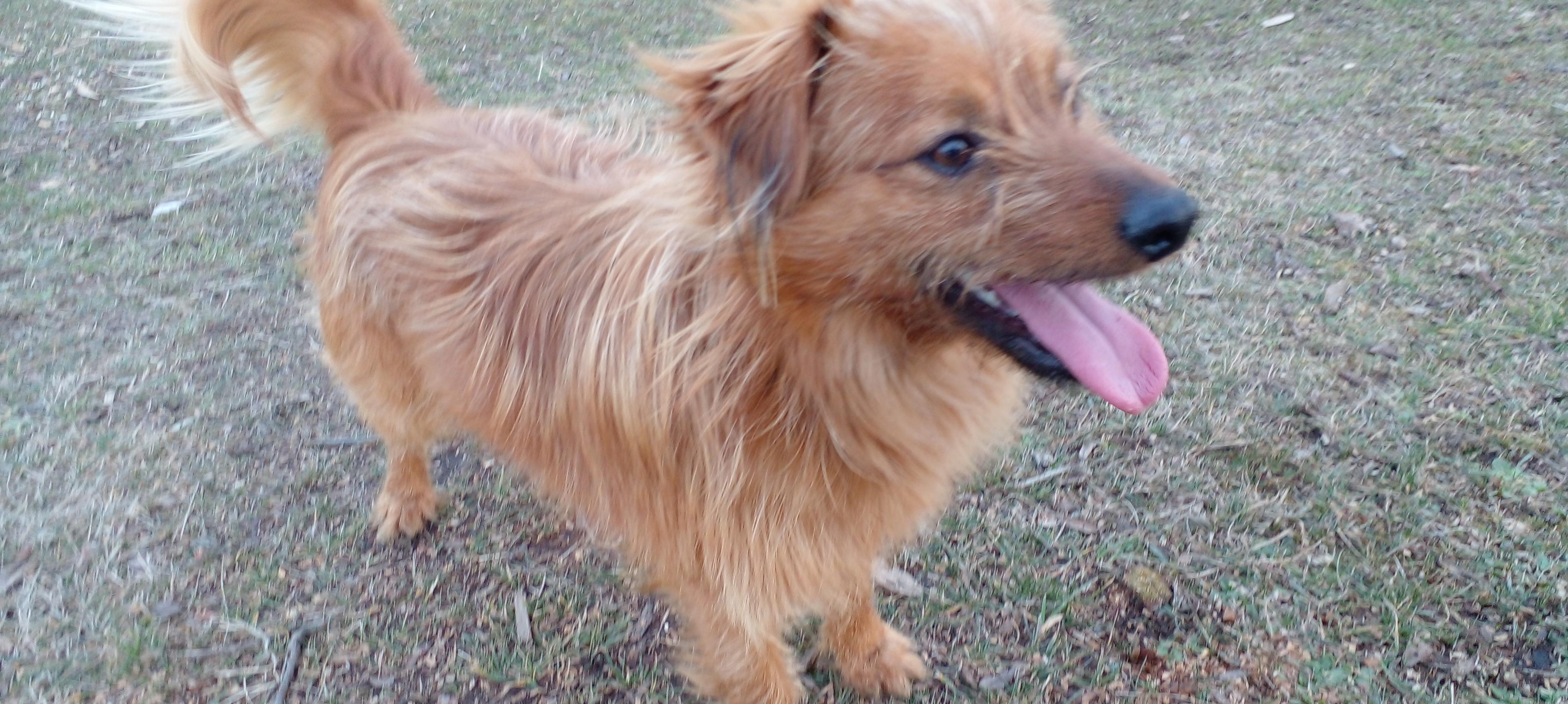 Let's start play 😄🐕🐱 | Scrolller