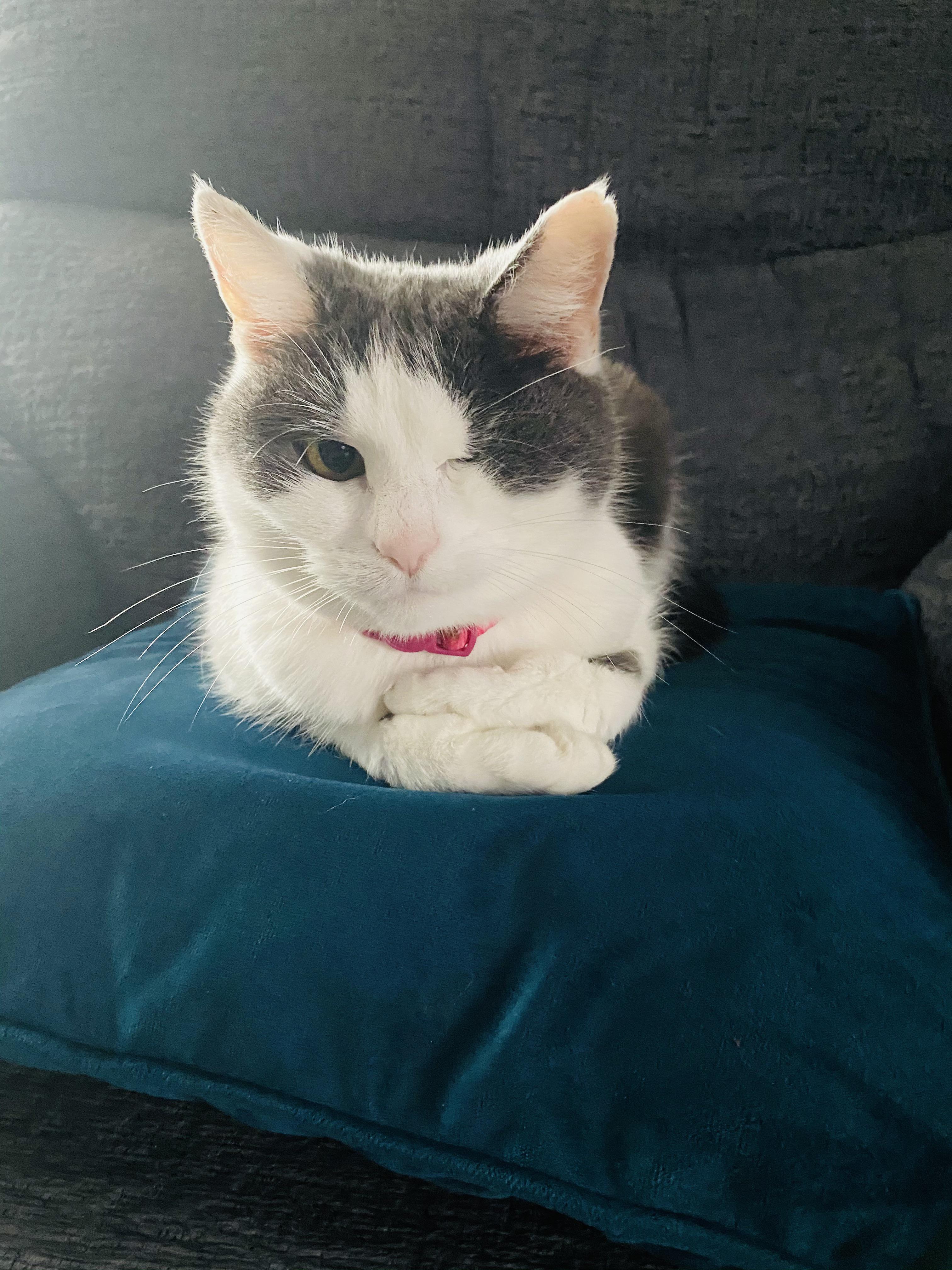 Lil fancy paws | Scrolller