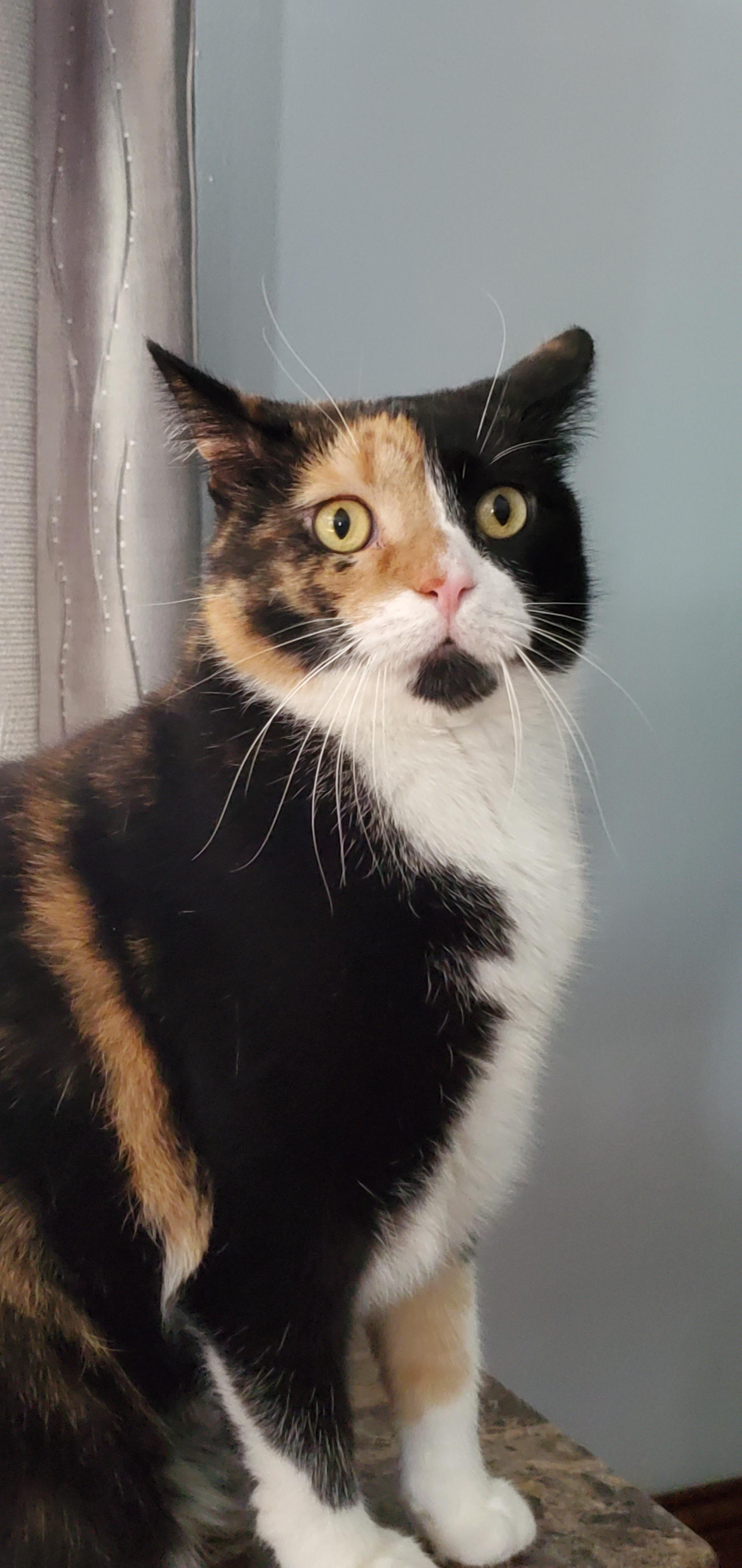 lil white chocolate covered peanuts 💕 | Scrolller