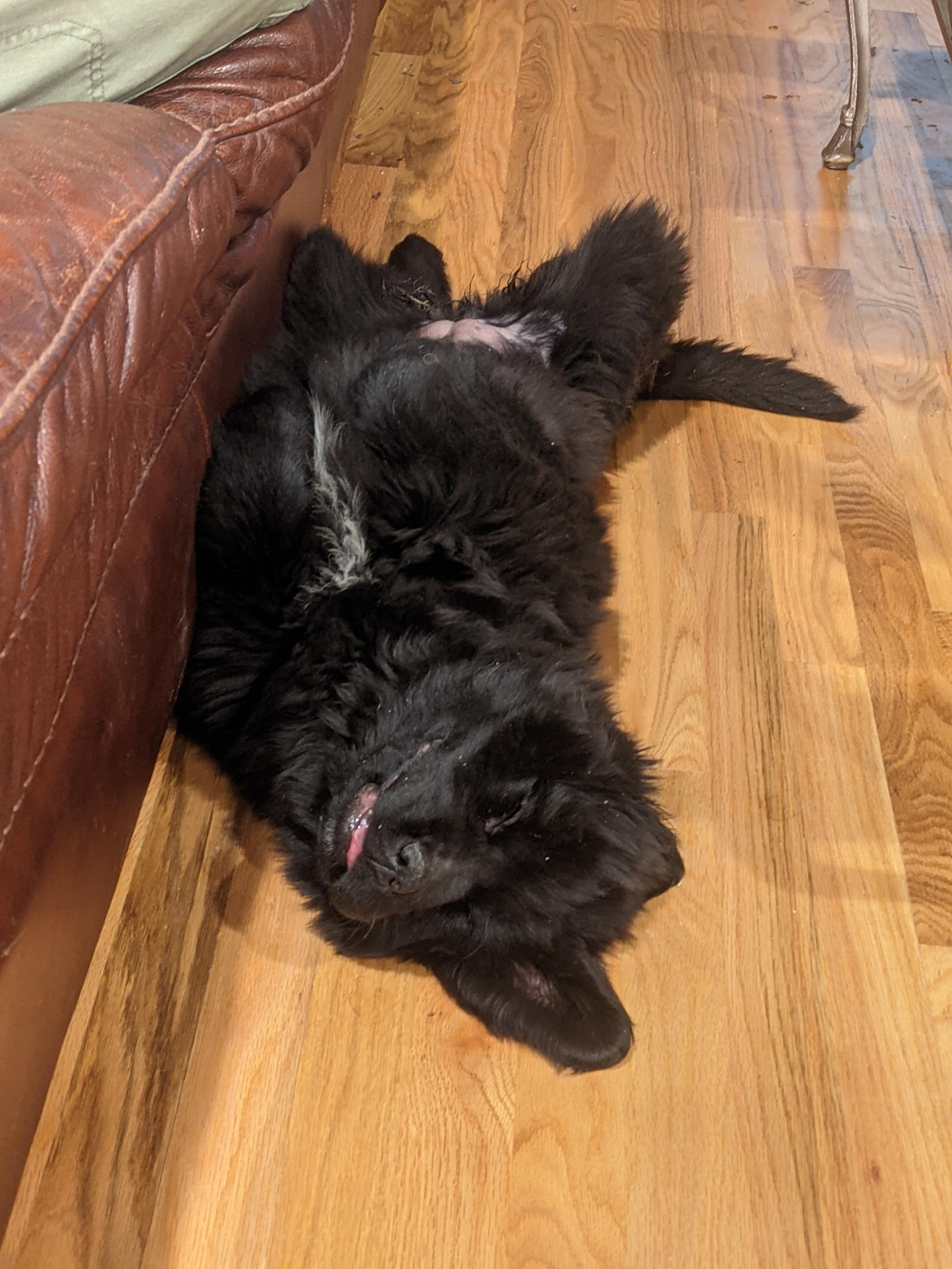 Lily having a good nap. | Scrolller