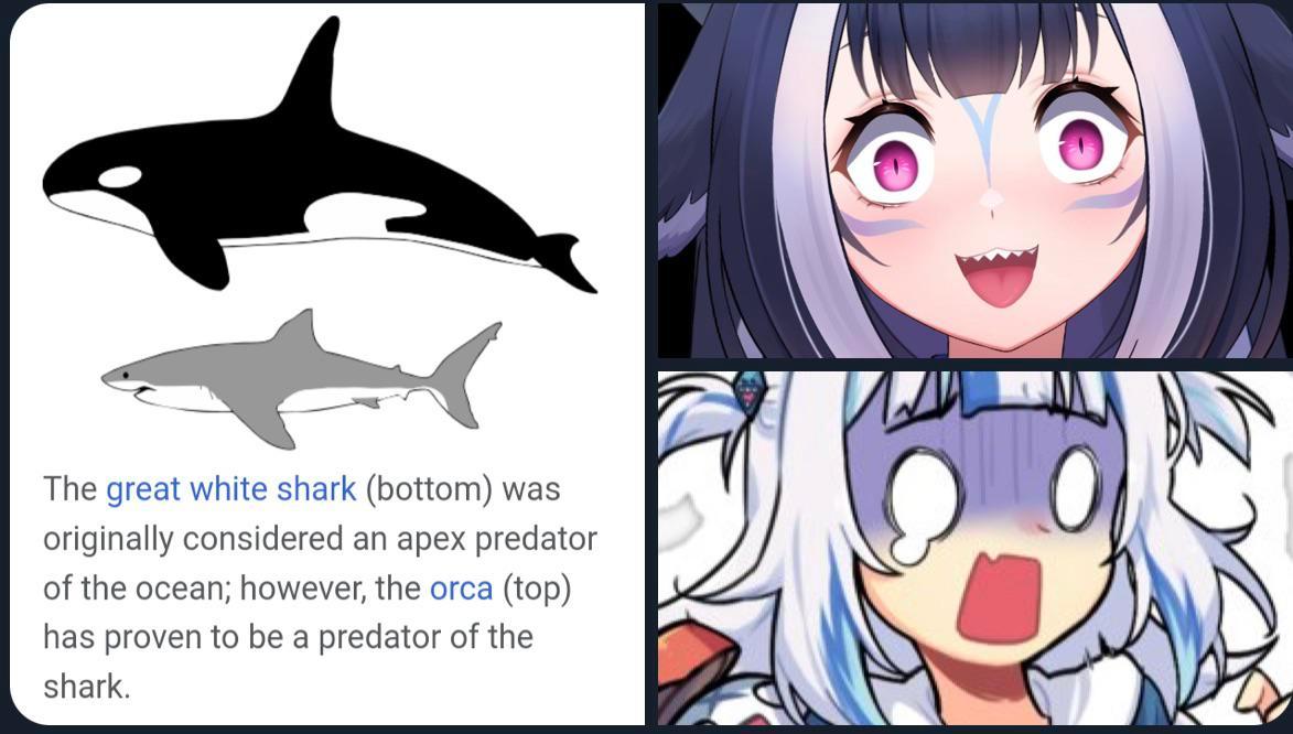 Lily the apex predator in the sea | Scrolller