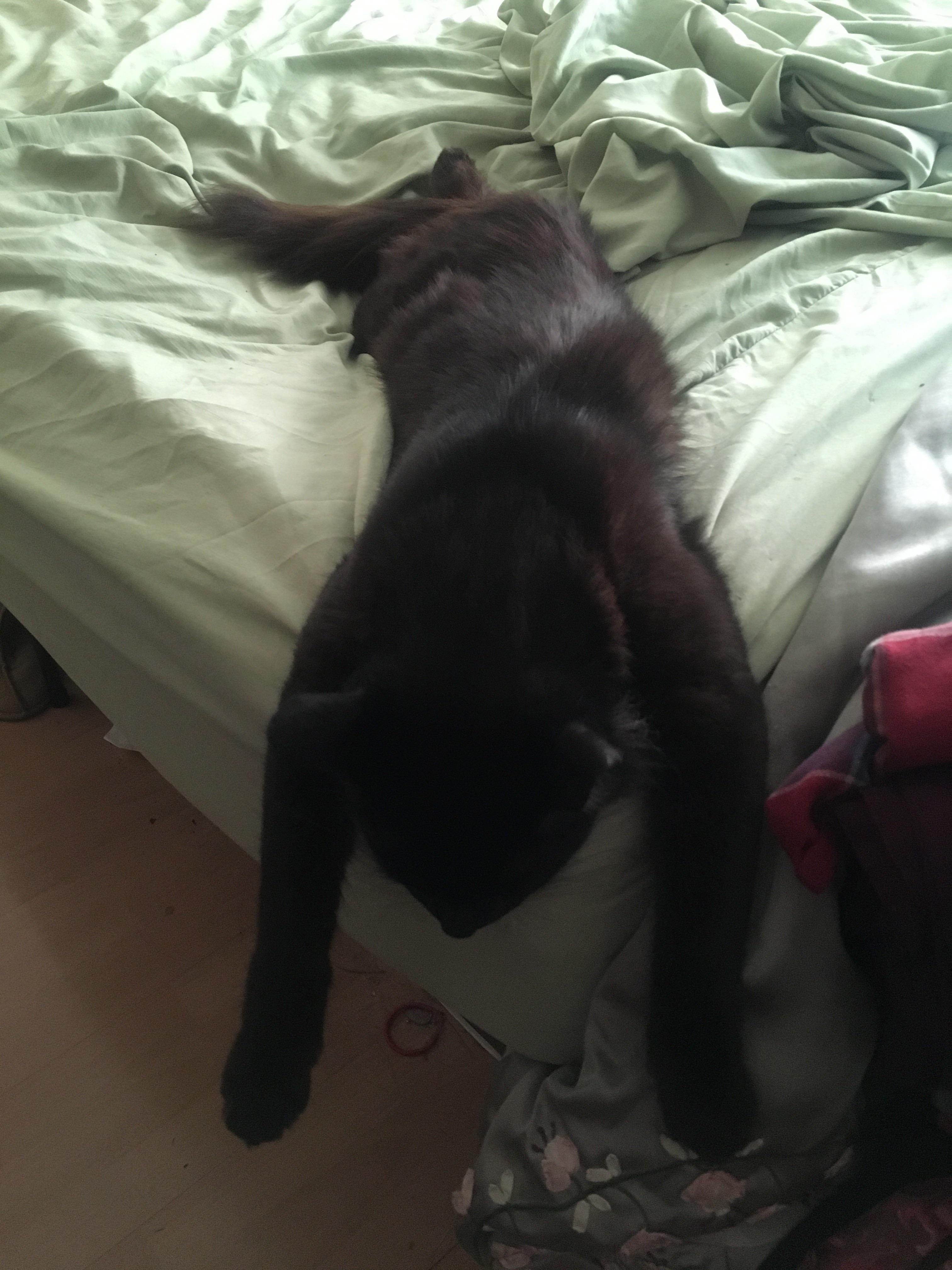 Liquid cat | Scrolller