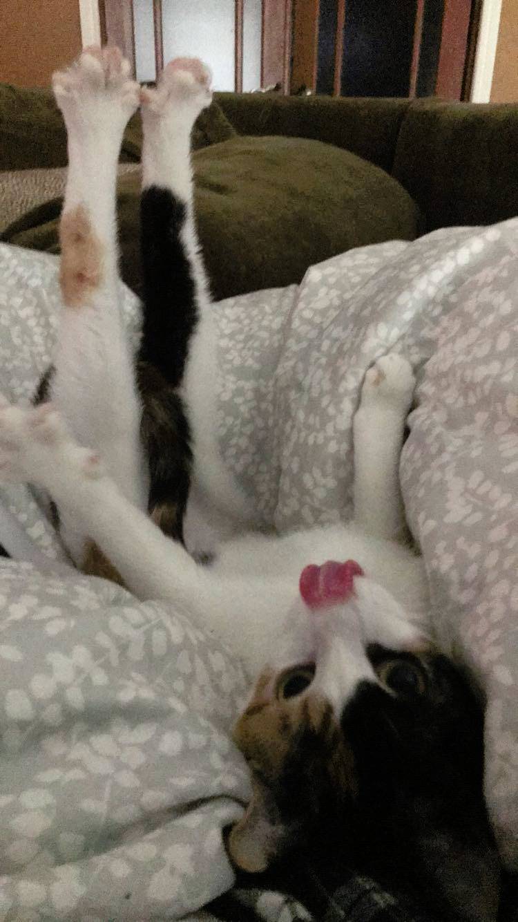 little goofball olive | Scrolller