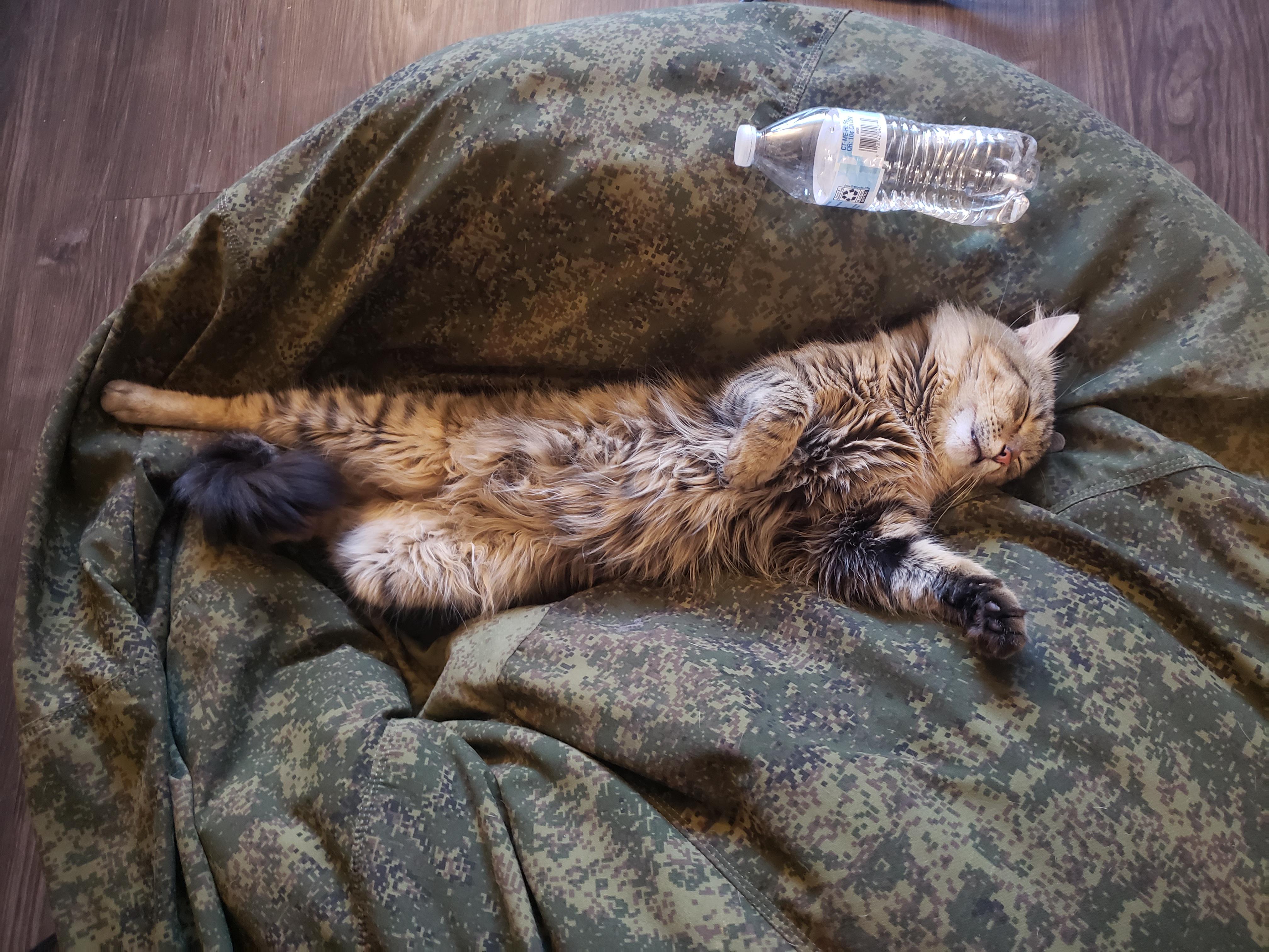 Loki Longshanks! Water bottle for scale | Scrolller