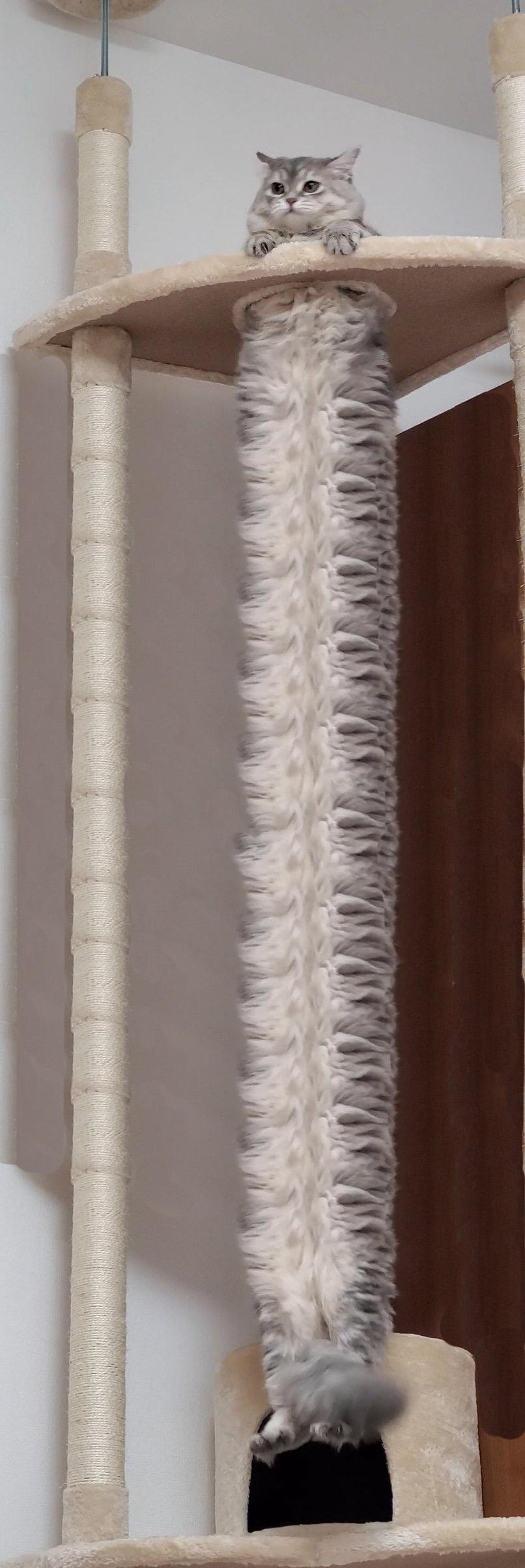 Long boi | Scrolller