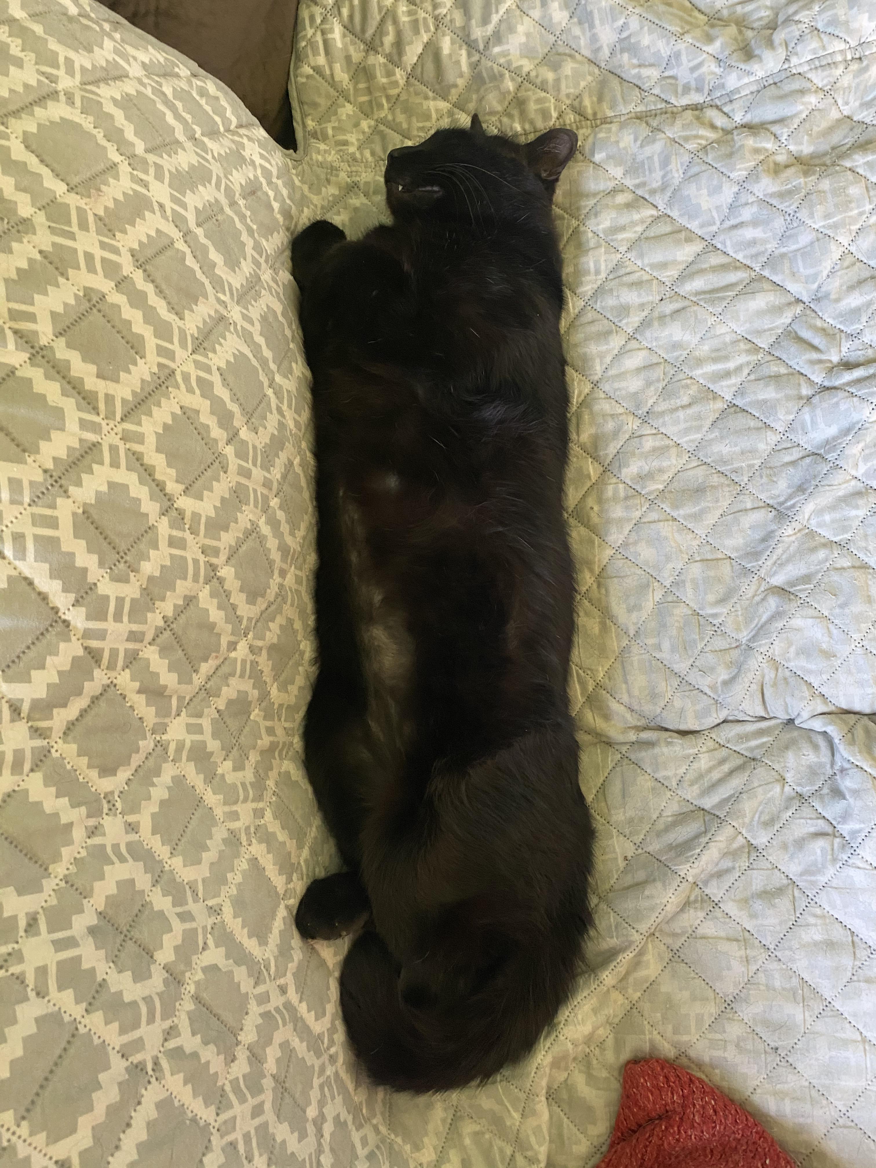 long boi | Scrolller