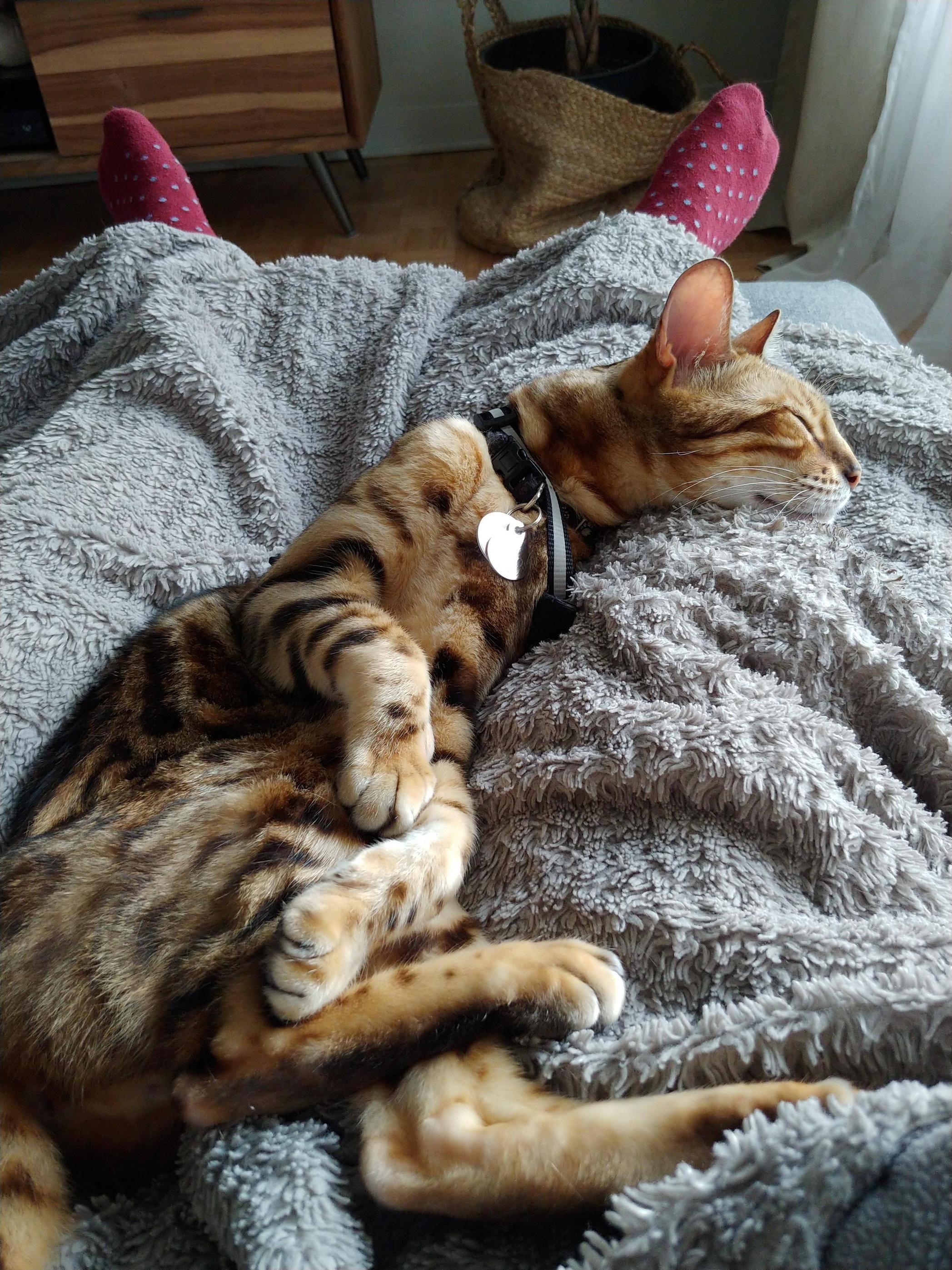 Long catty | Scrolller