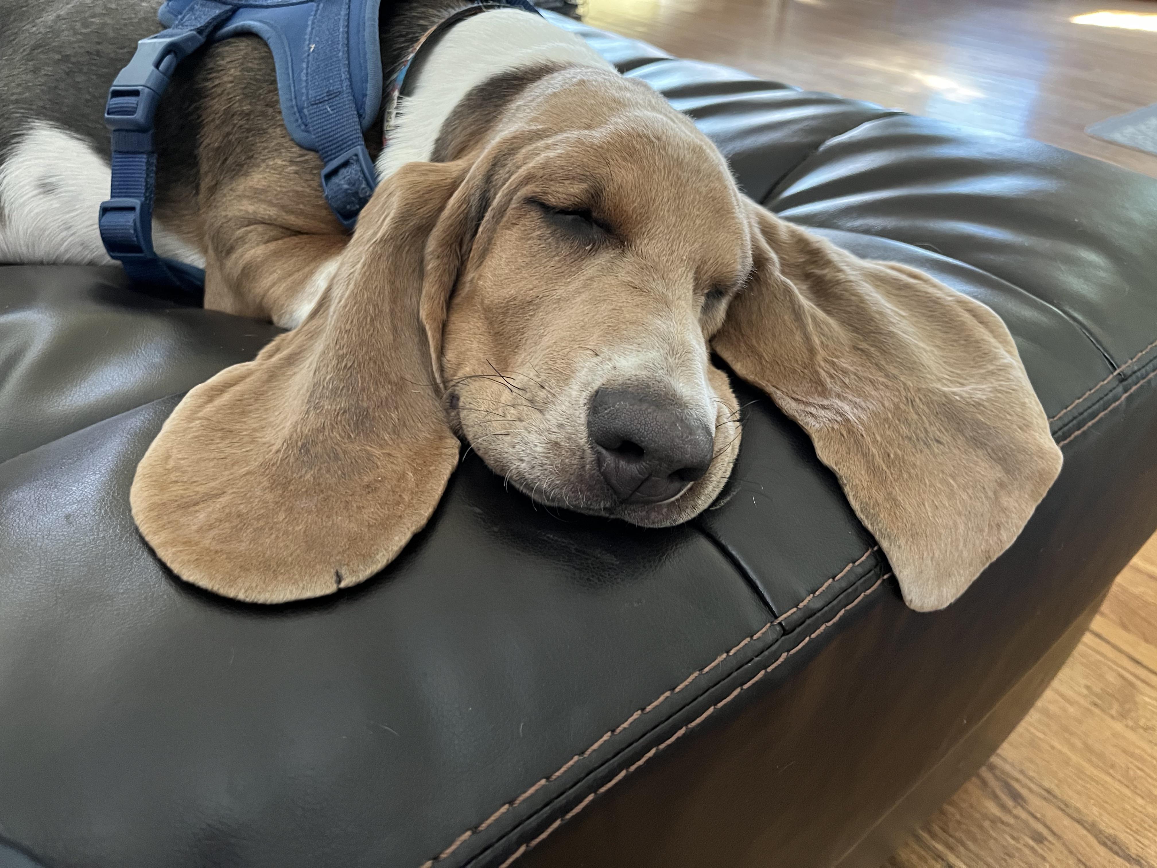 Long day… time for big snooze! | Scrolller
