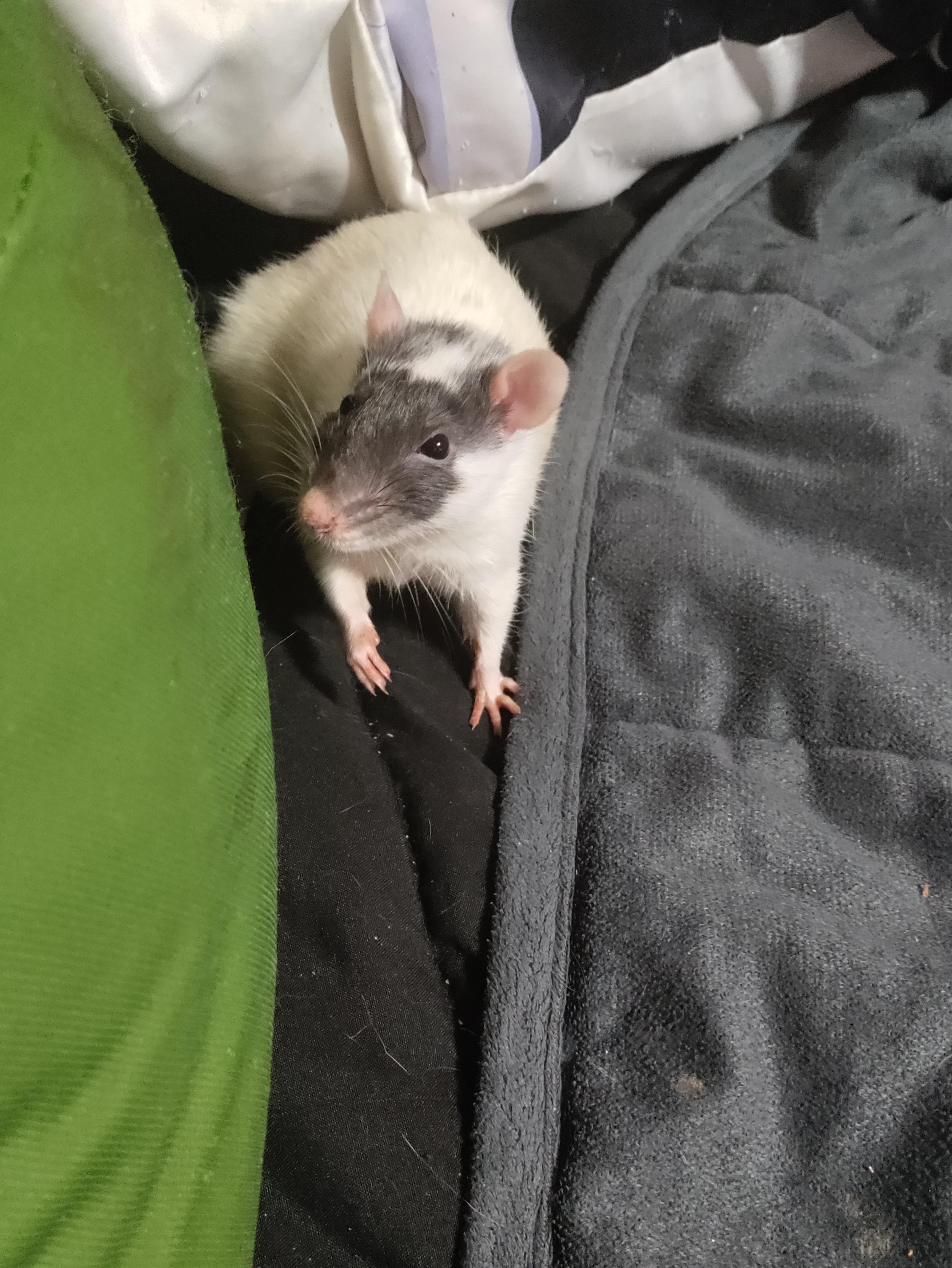 Long time lurker, so for rat tax I'm dropping my beloved Echo here. | Scrolller