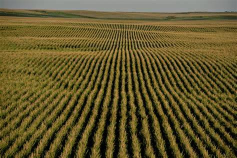 Look at all that corn. | Scrolller