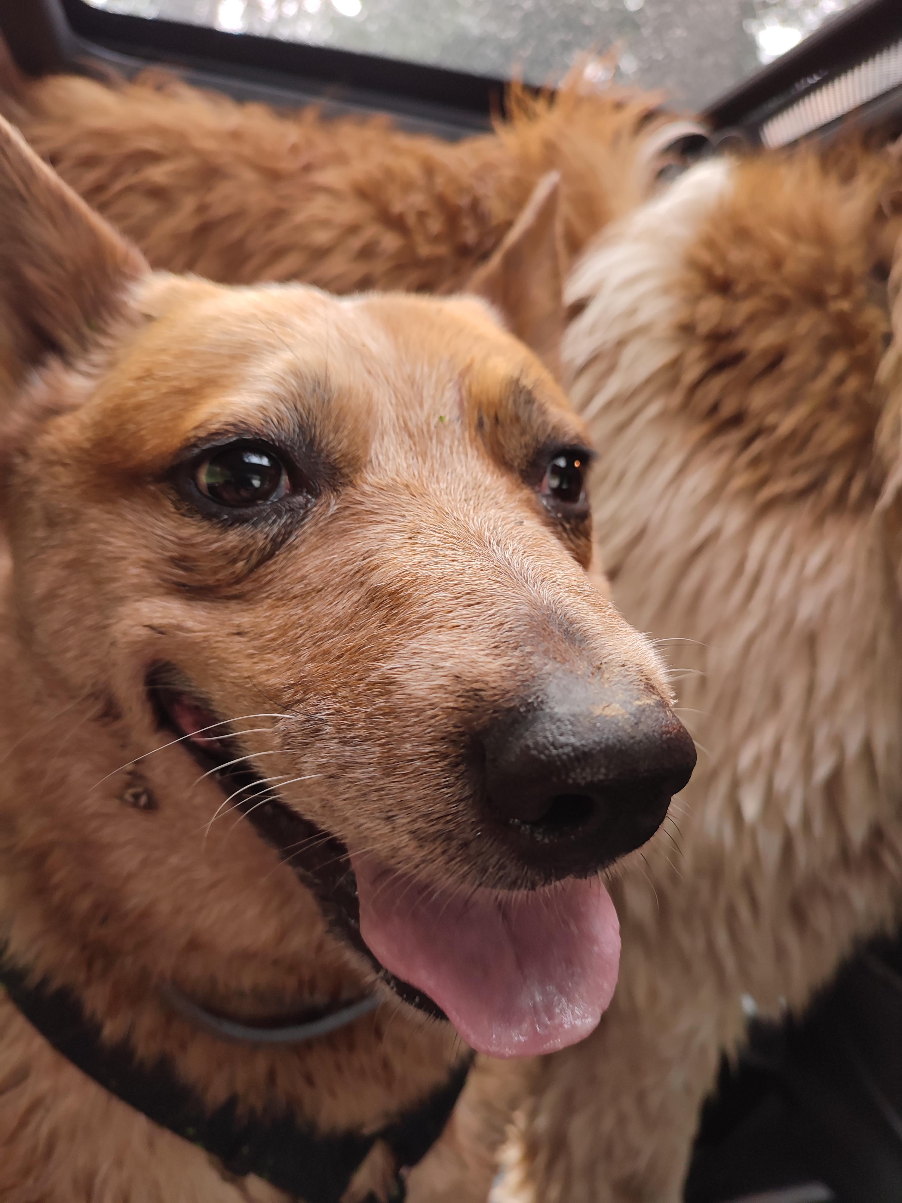 Look at my gorgeous rascal. | Scrolller