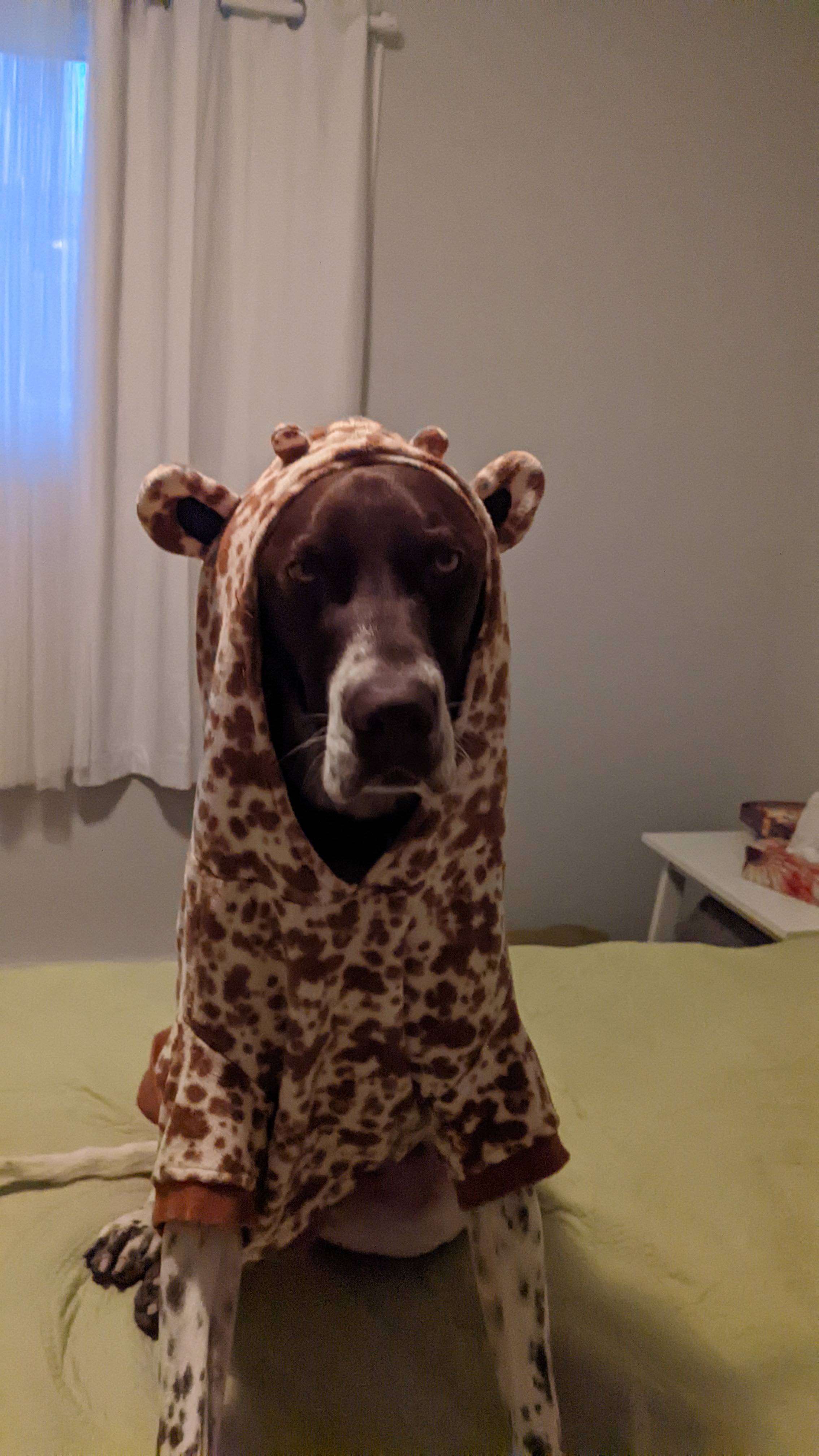Looking unimpressed in a giraffe hoodie | Scrolller