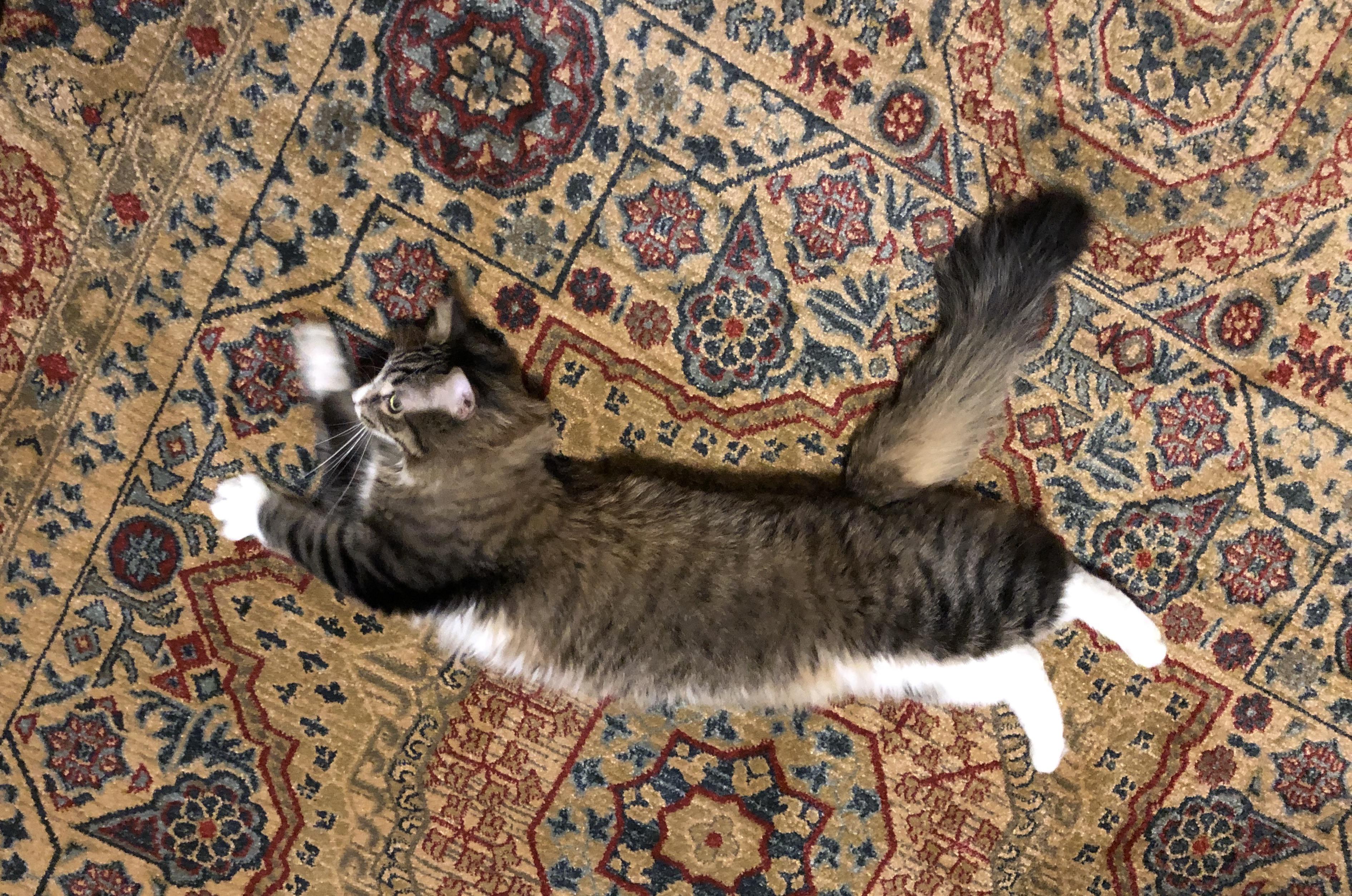 Looooong torso, stumpy legs | Scrolller