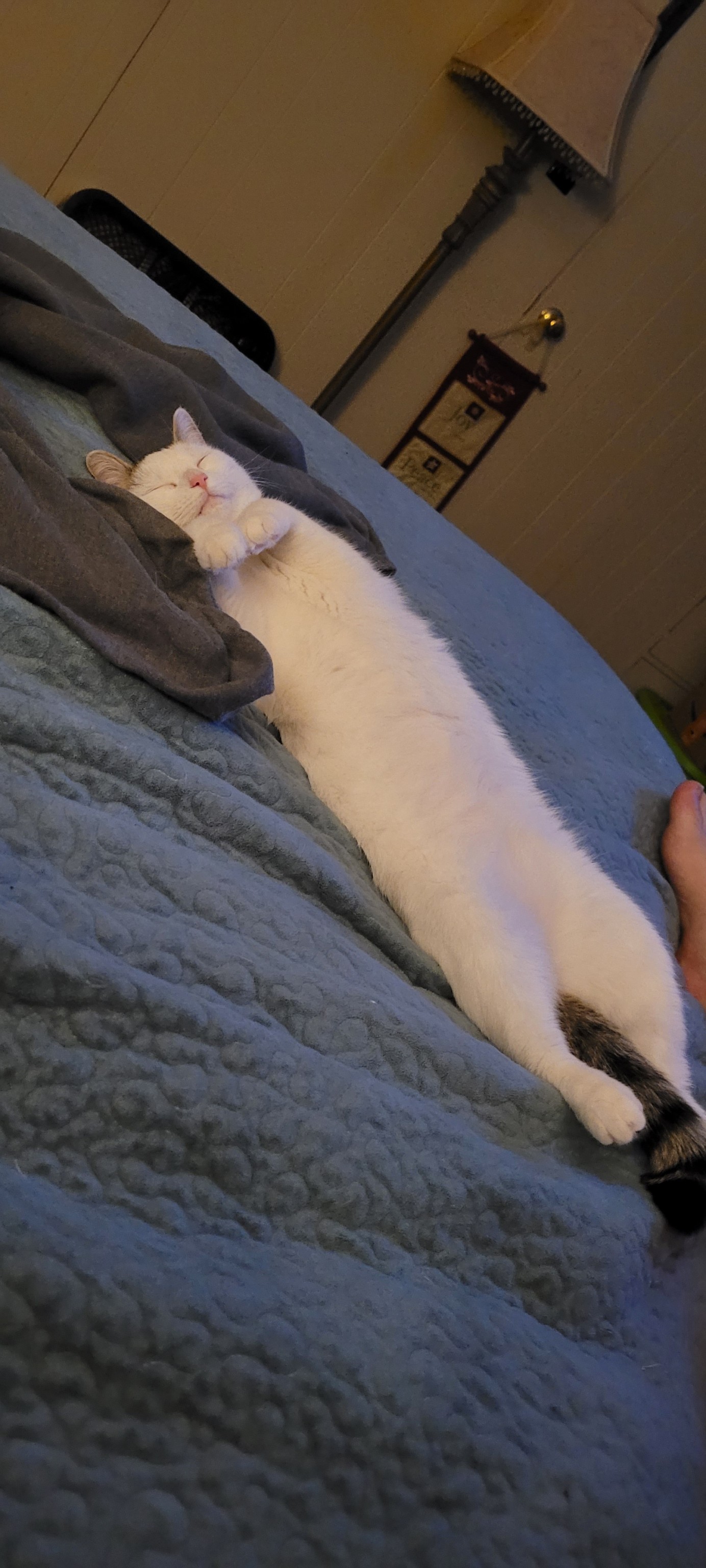 Loooooooong cat | Scrolller