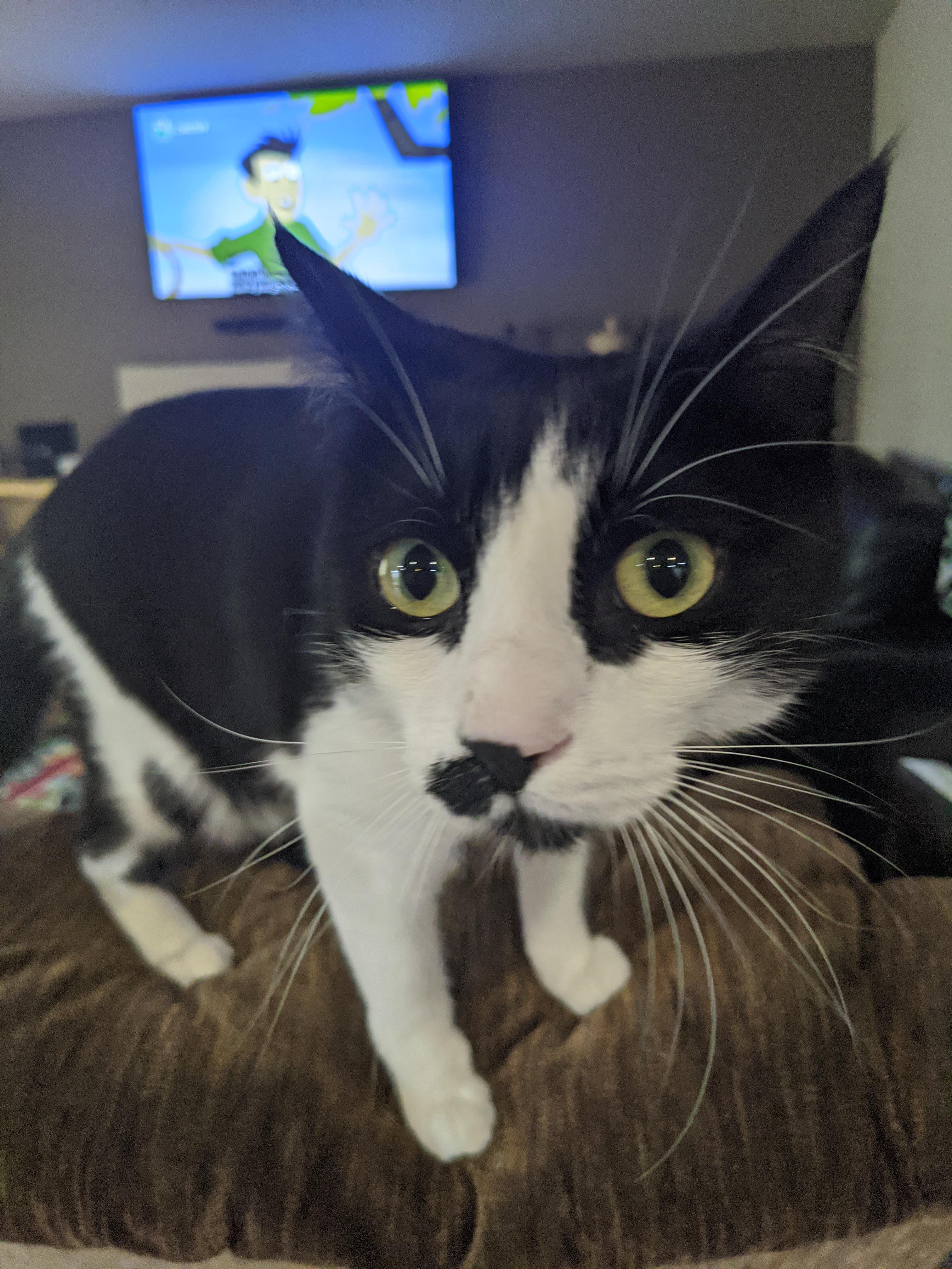 Lovely Oreo whiskers | Scrolller