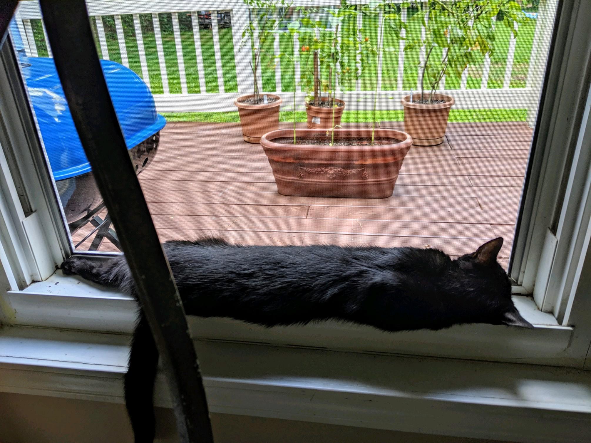 Luna takes up the whole window sill | Scrolller