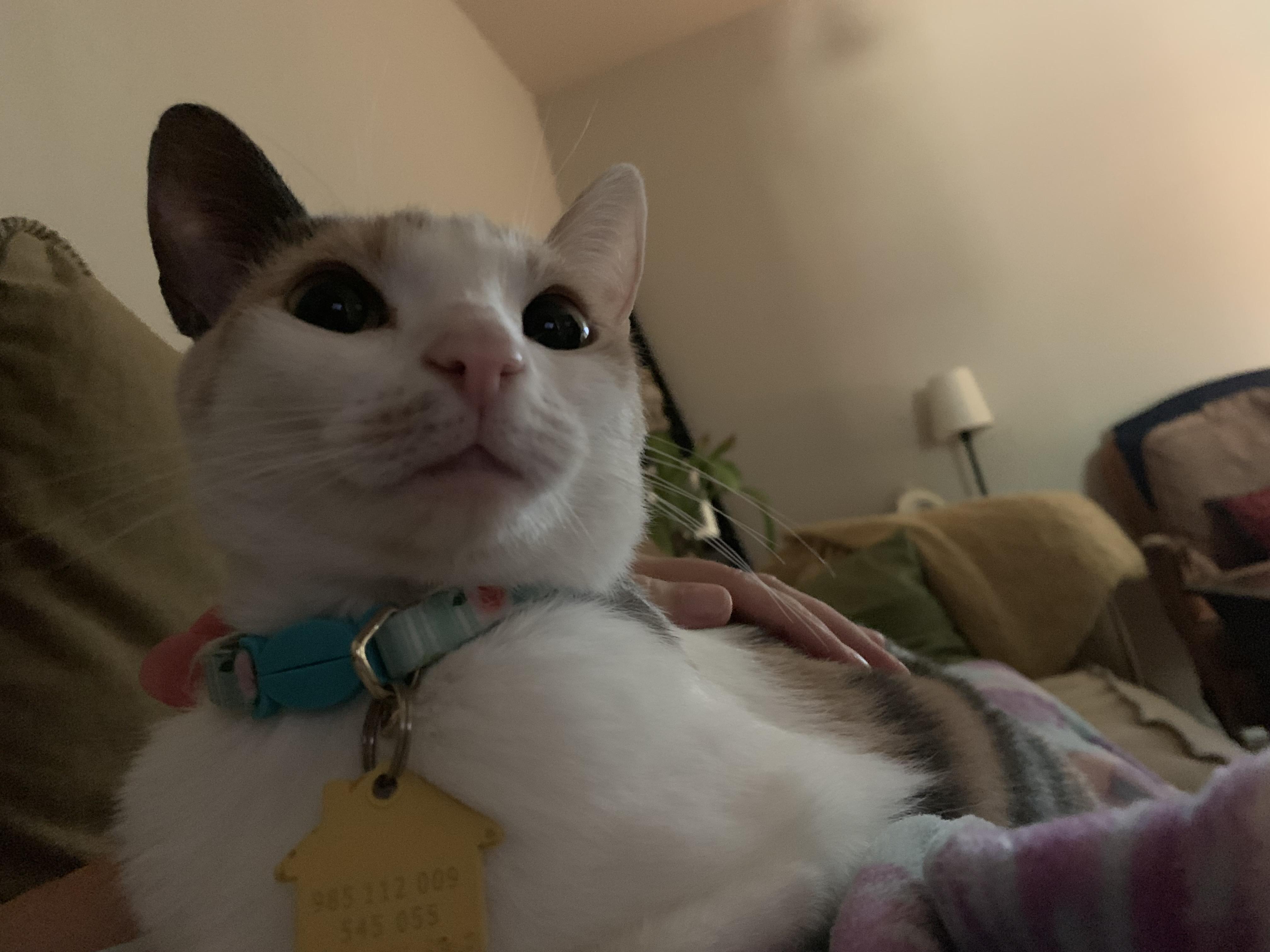 Luna with the Dainty Peanuts | Scrolller