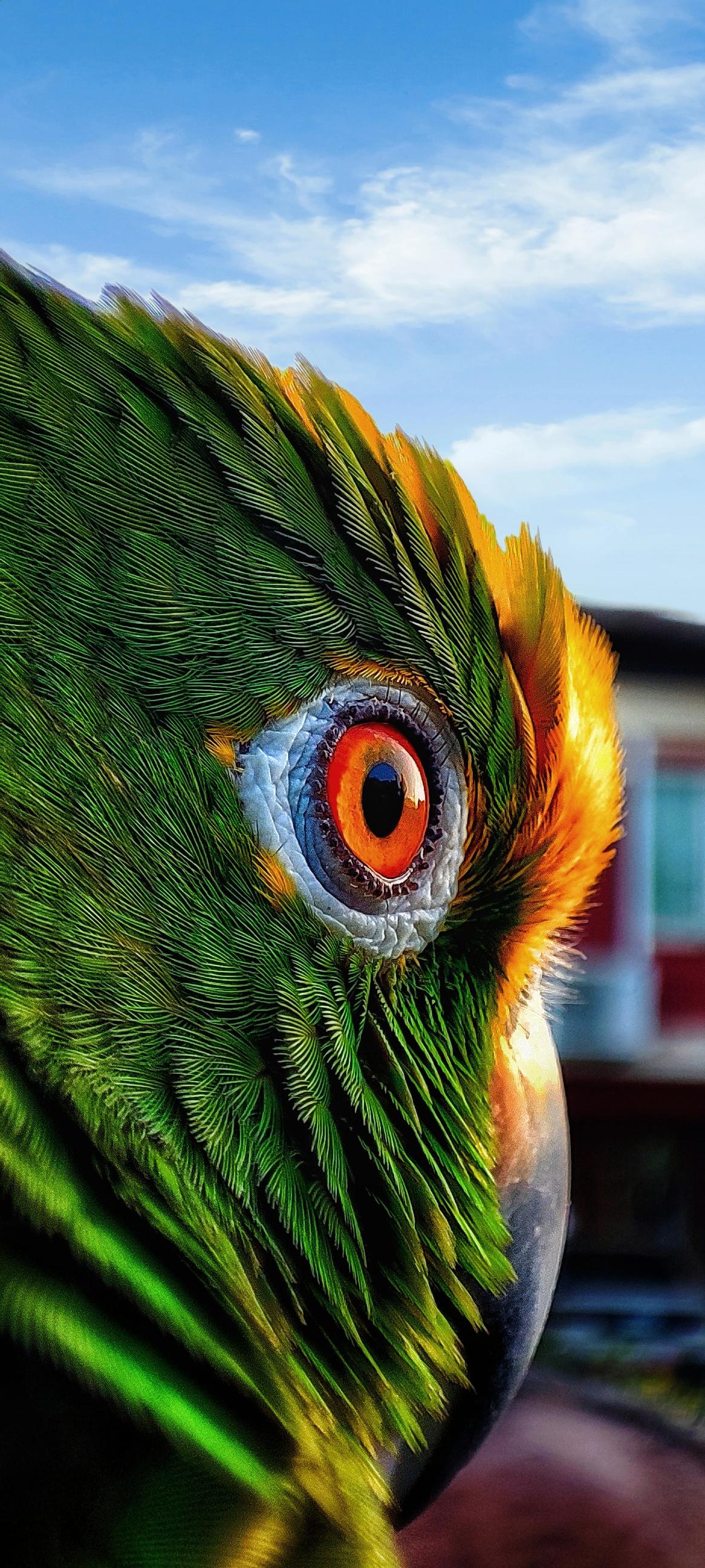 ITAP of my Parrot | Scrolller