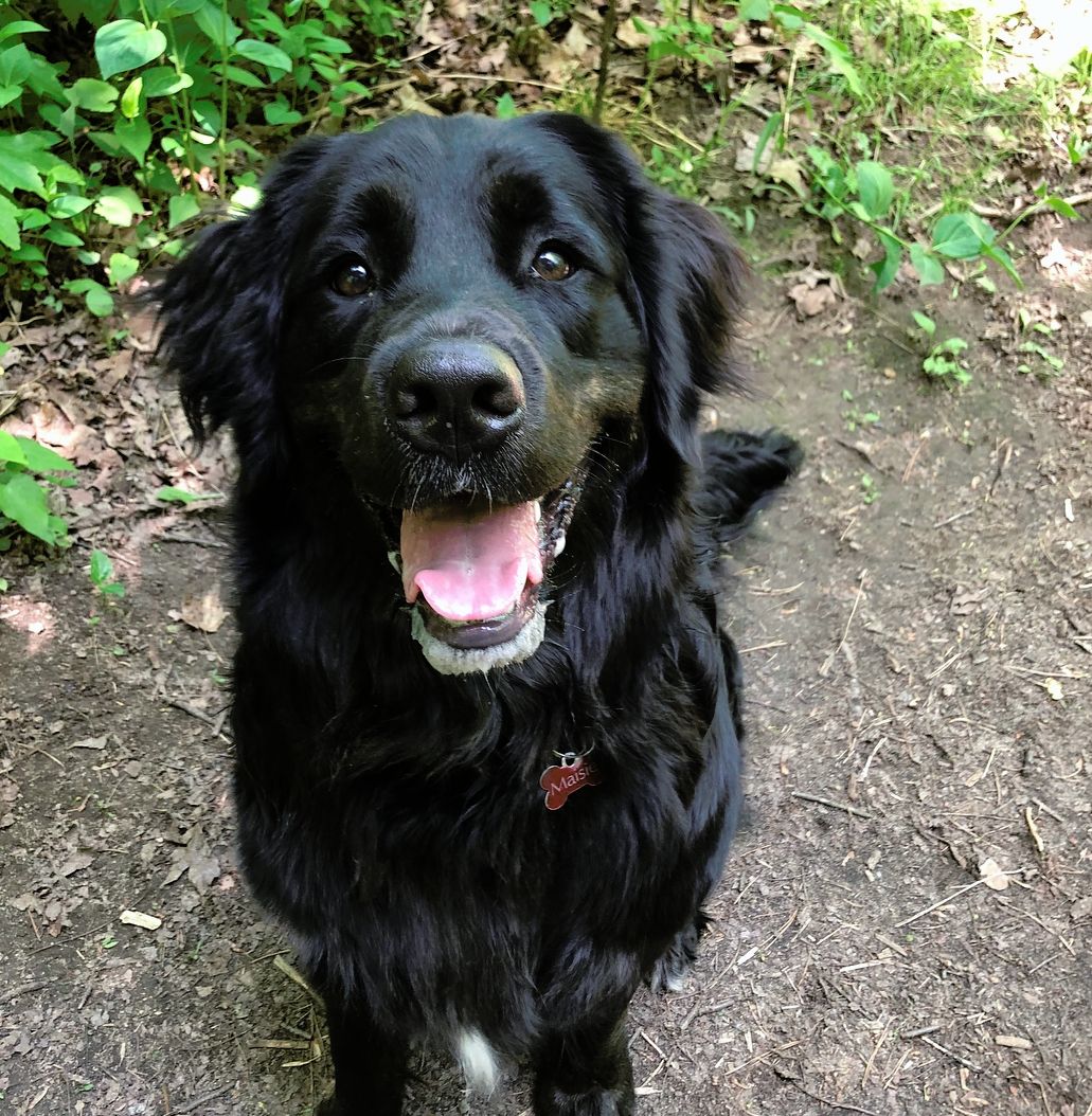 Maisie, couldn't be happier in the forest | Scrolller