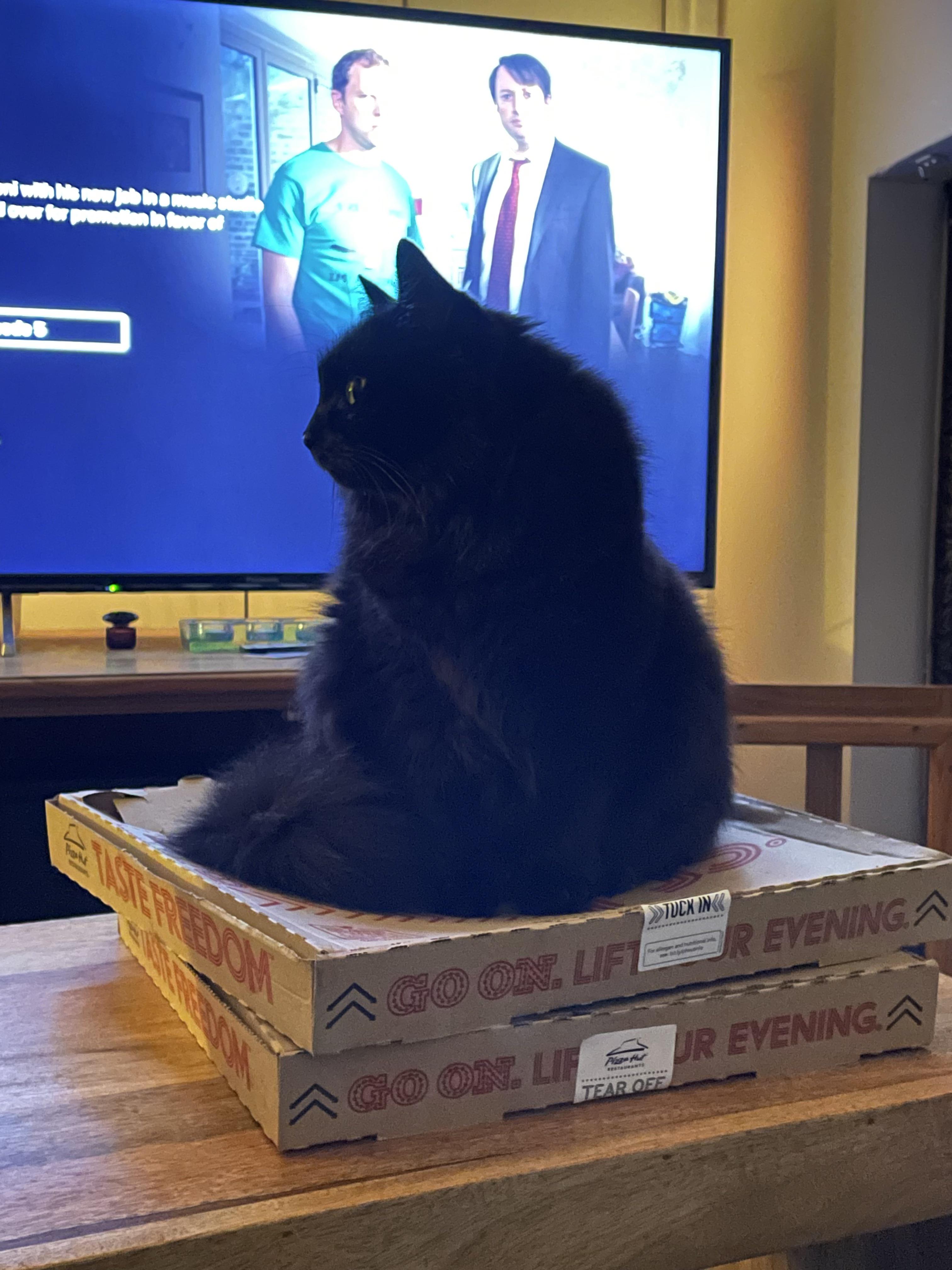 Majestic Void on her pizzabox throne. | Scrolller