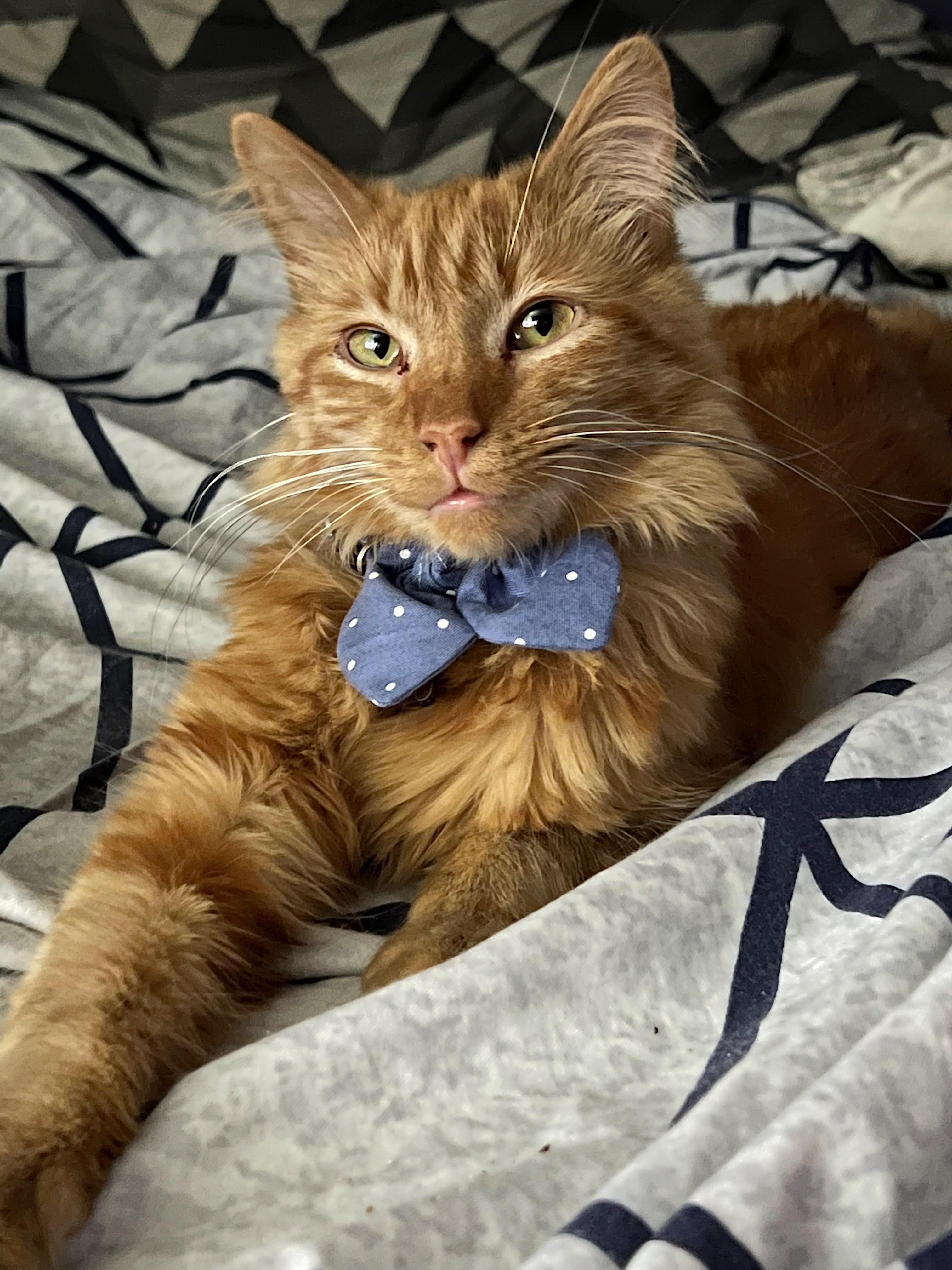 Marco the supermodel, wearing his new collar | Scrolller