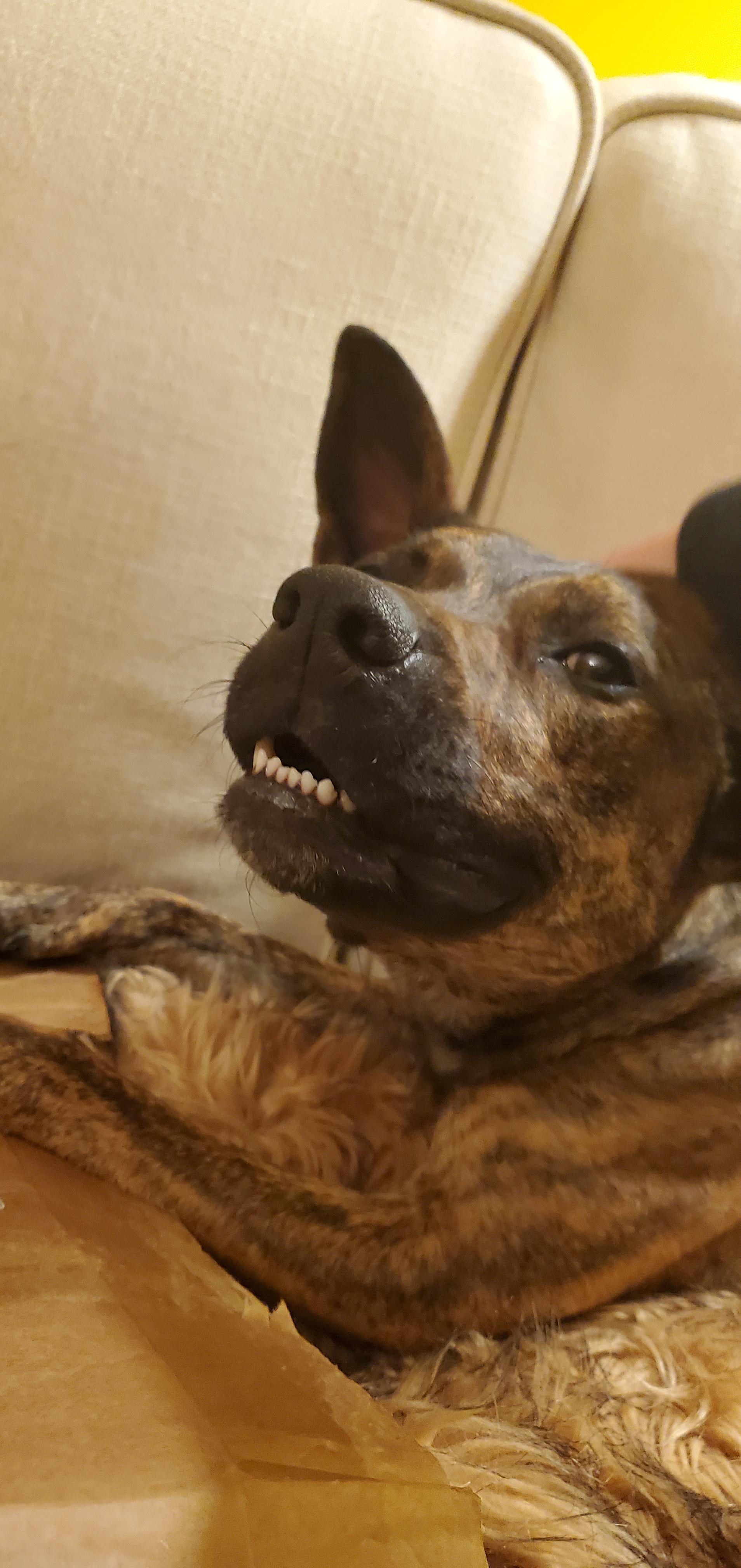 Margo loves getting neck scratches | Scrolller