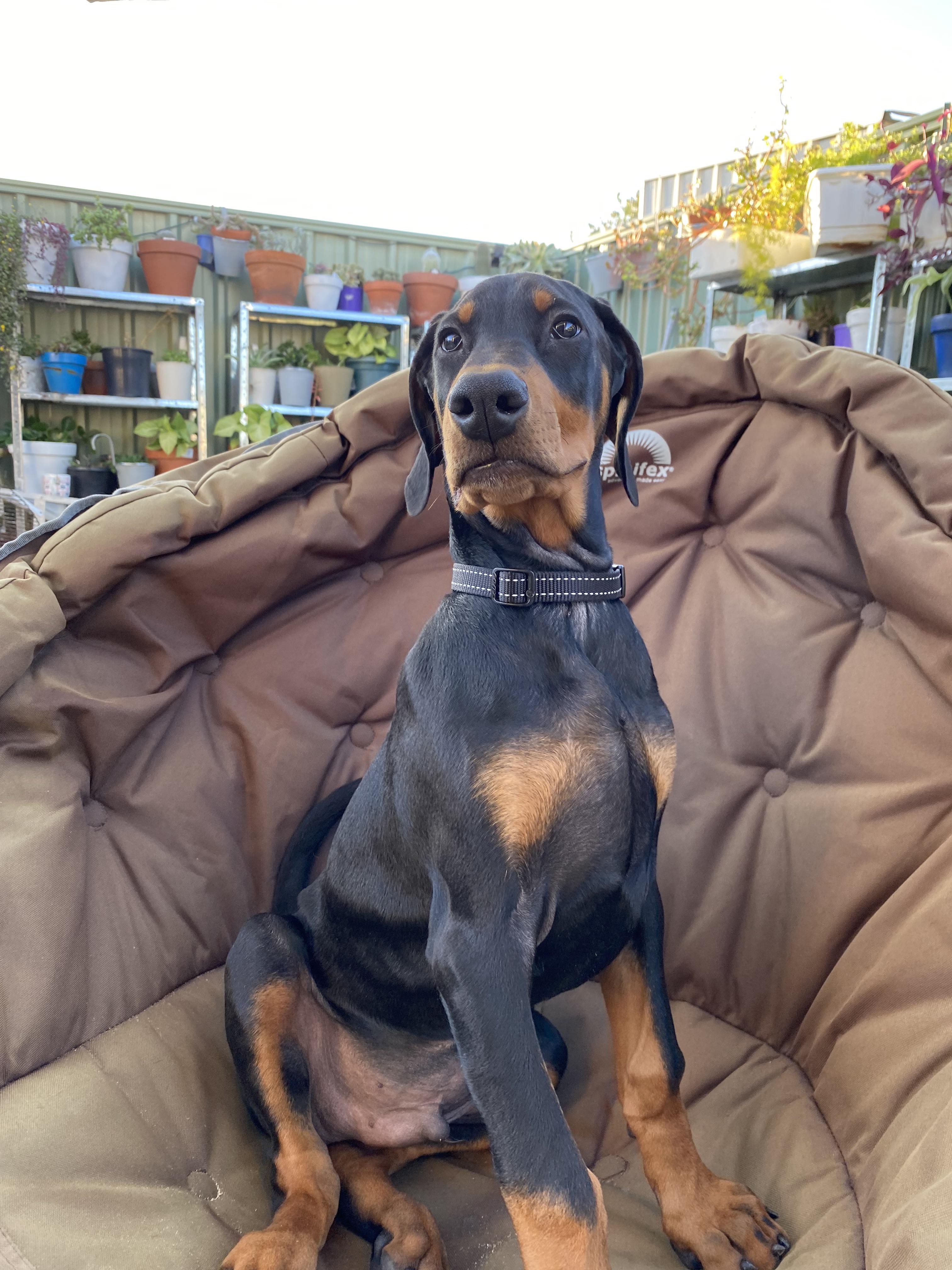 Meet 13weeks old Wesley | Scrolller