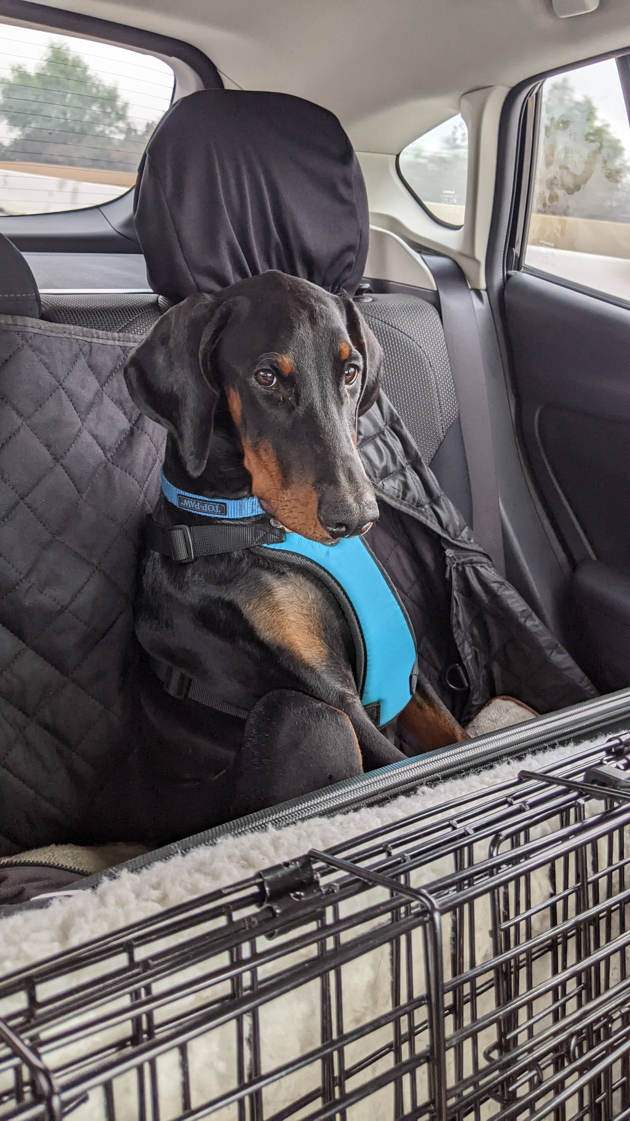 Meet Apollo, 5 months old pup | Scrolller