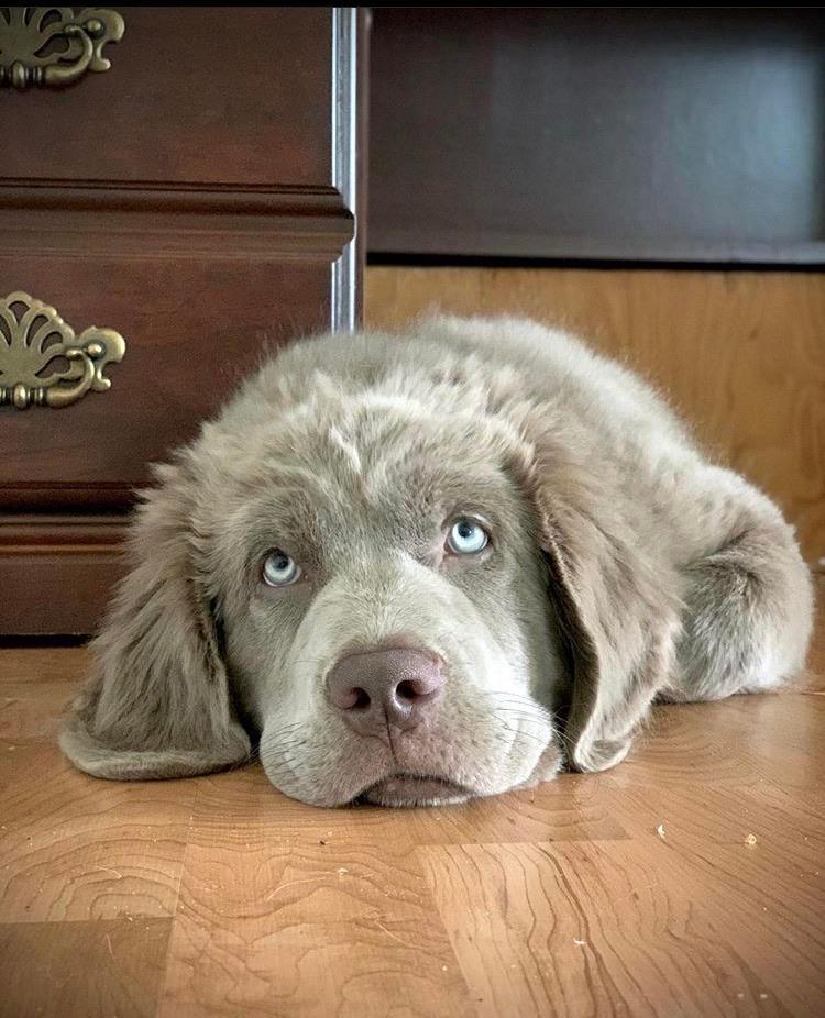 Meet Bart the lavender Newfie 🥰 | Scrolller