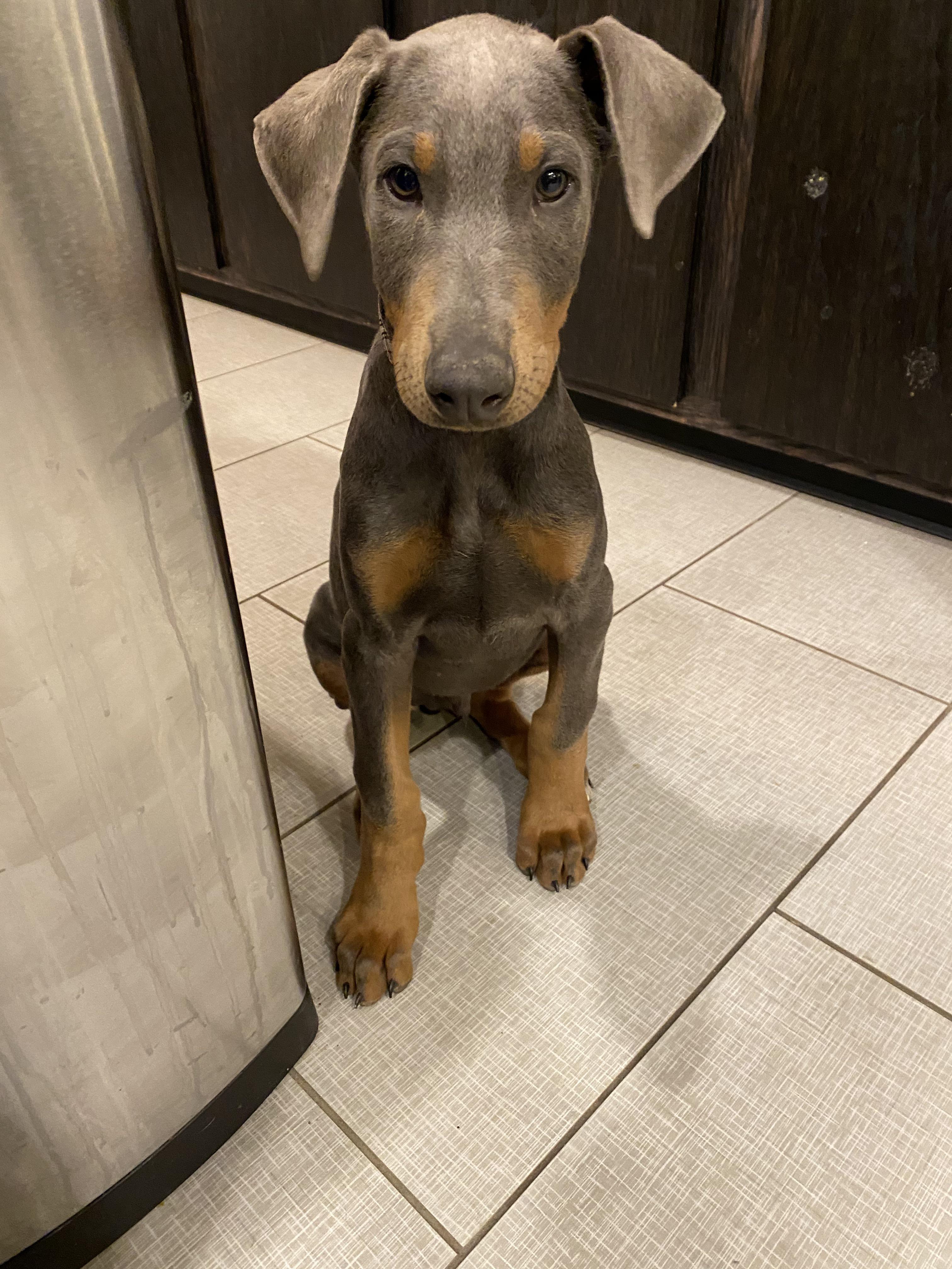 Meet Blu. | Scrolller