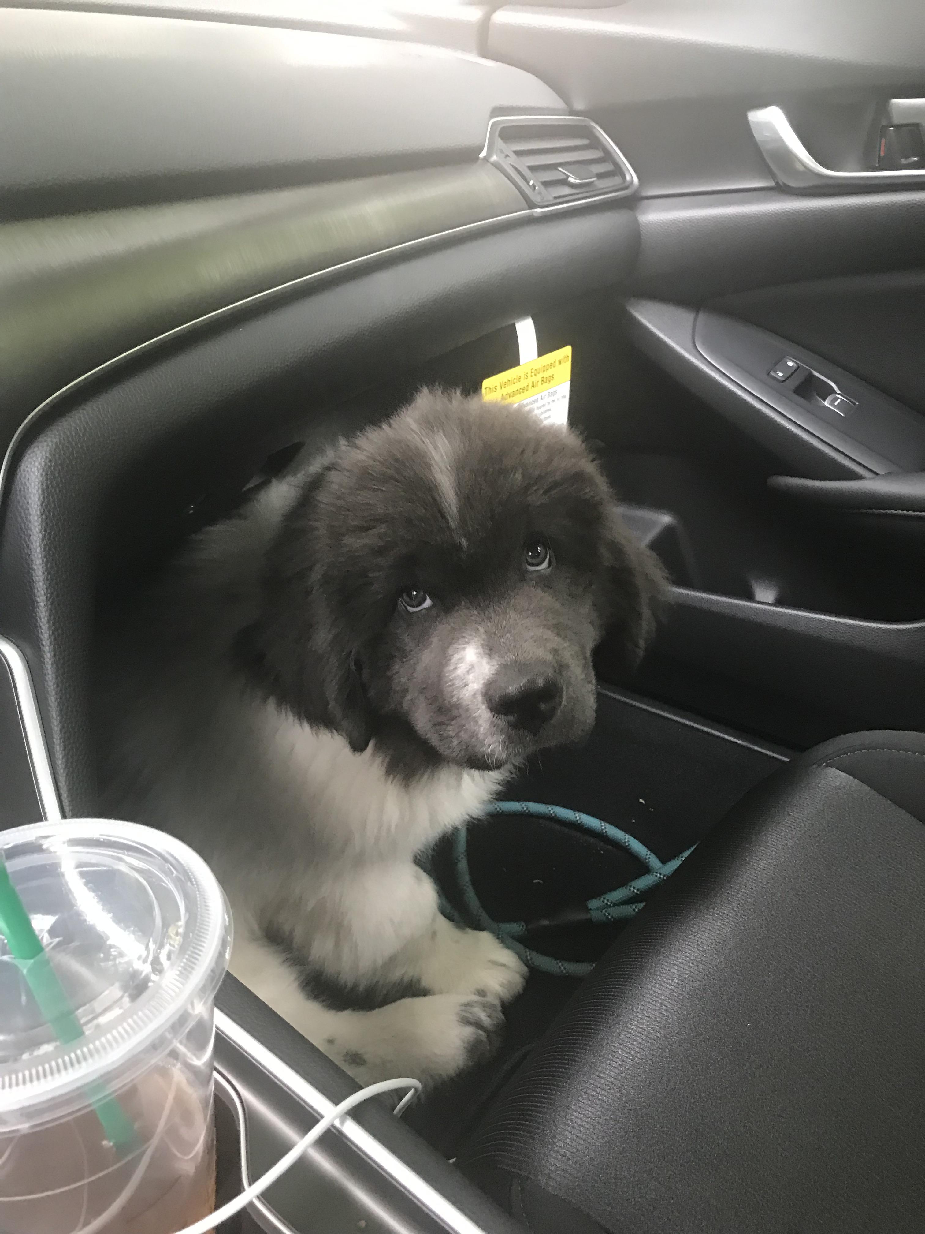 meet boris, my second newf (and favorite copilot) | Scrolller