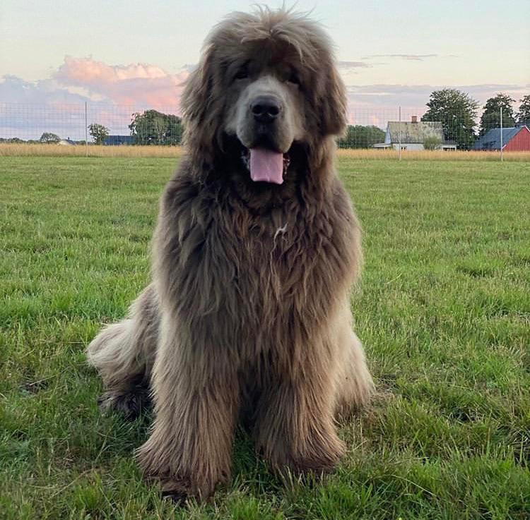 Meet Bosco everyone :) | Scrolller