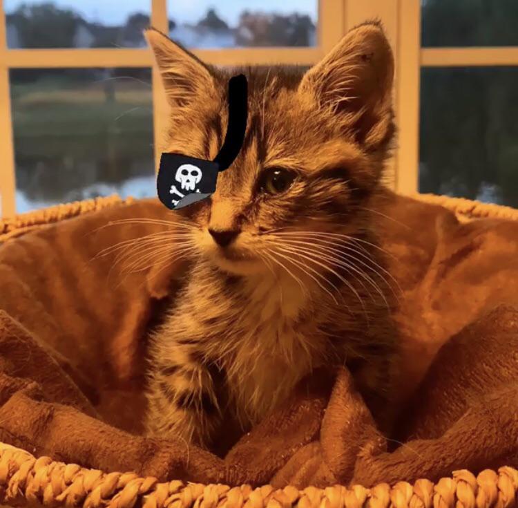 Meet Cap’n Hank | Scrolller