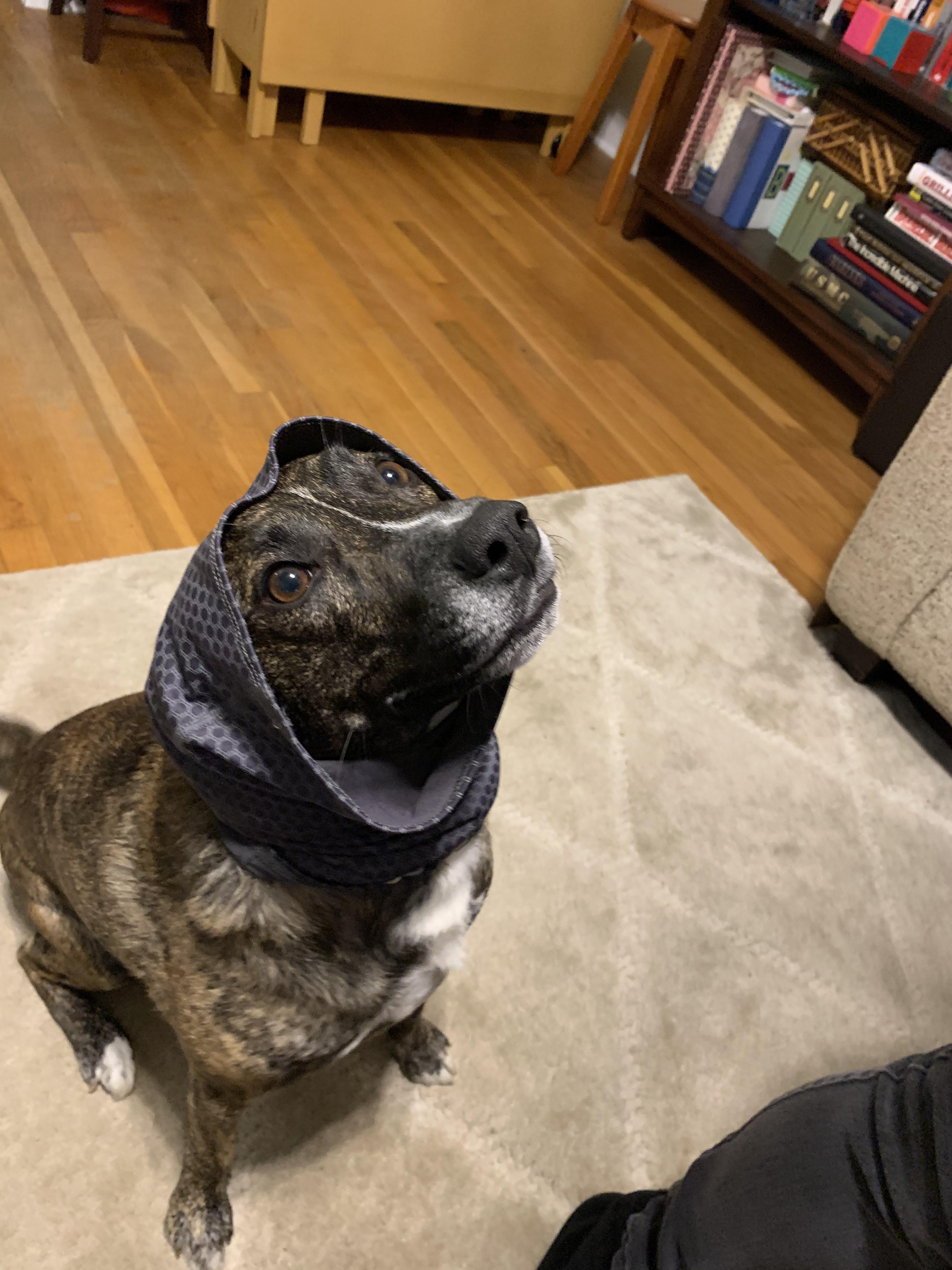 Meet Chewy | Scrolller