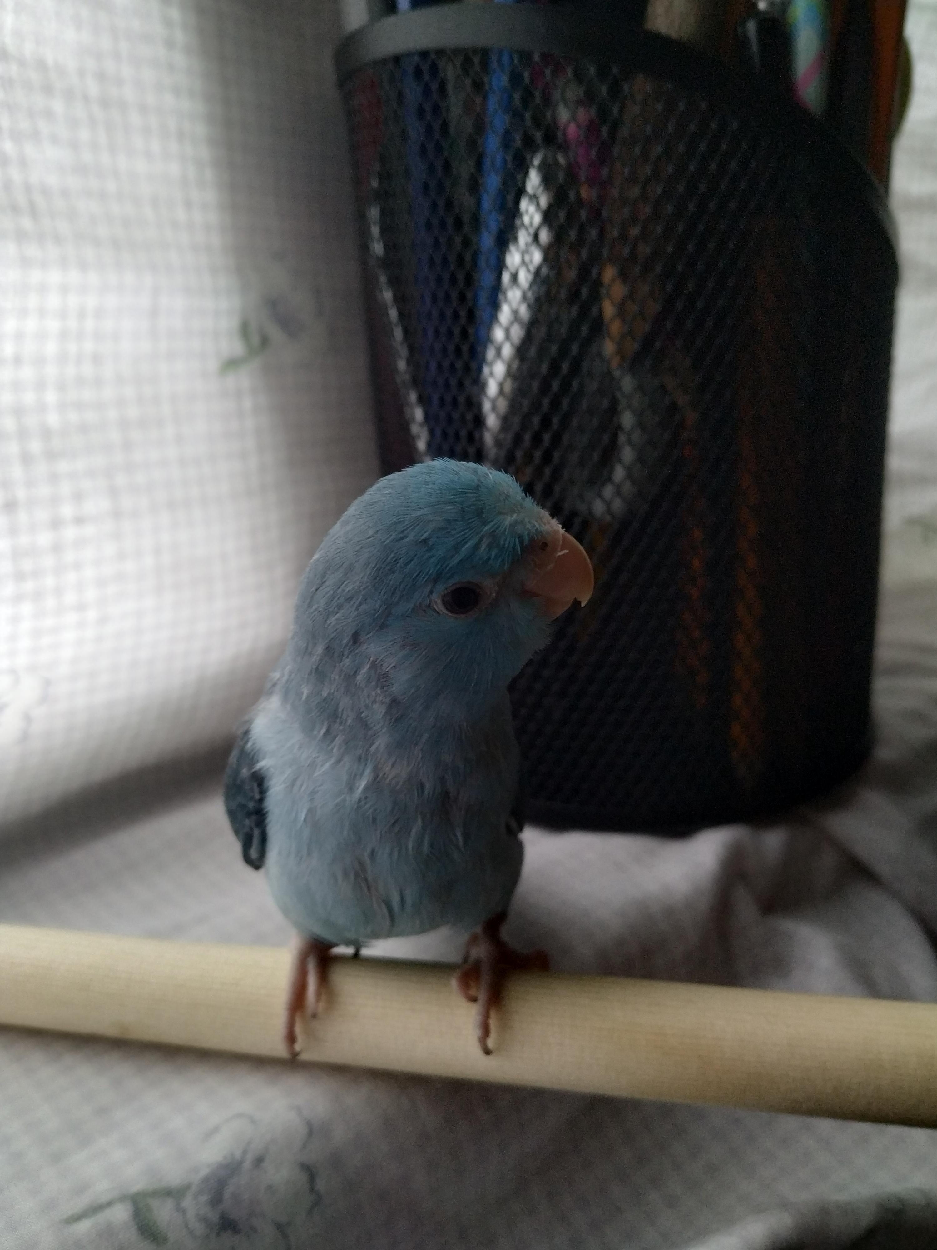 Meet Ellie Scrolller